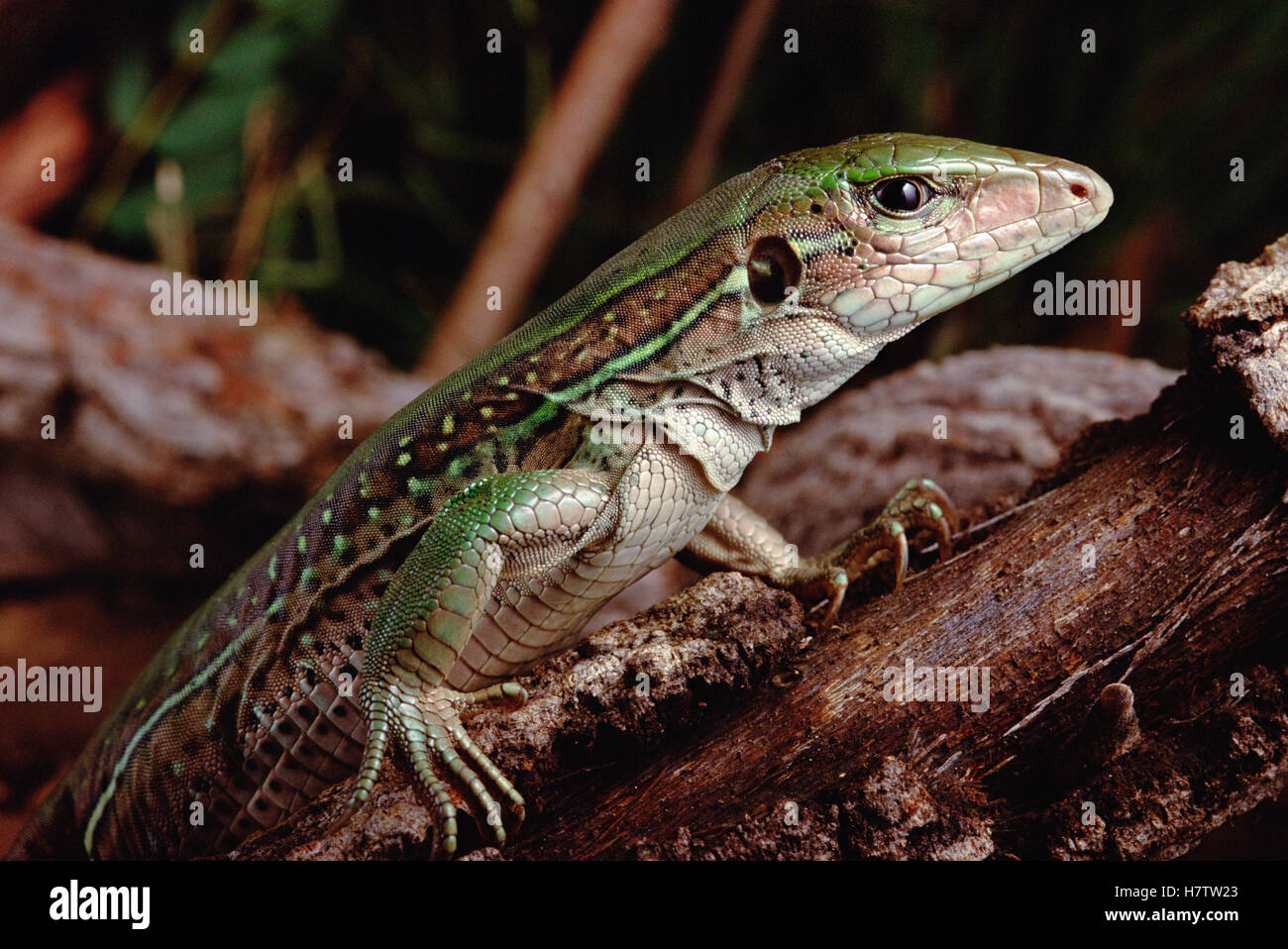 Jungle Runner (Ameiva ameiva) savanna, Brazil Stock Photo - Alamy