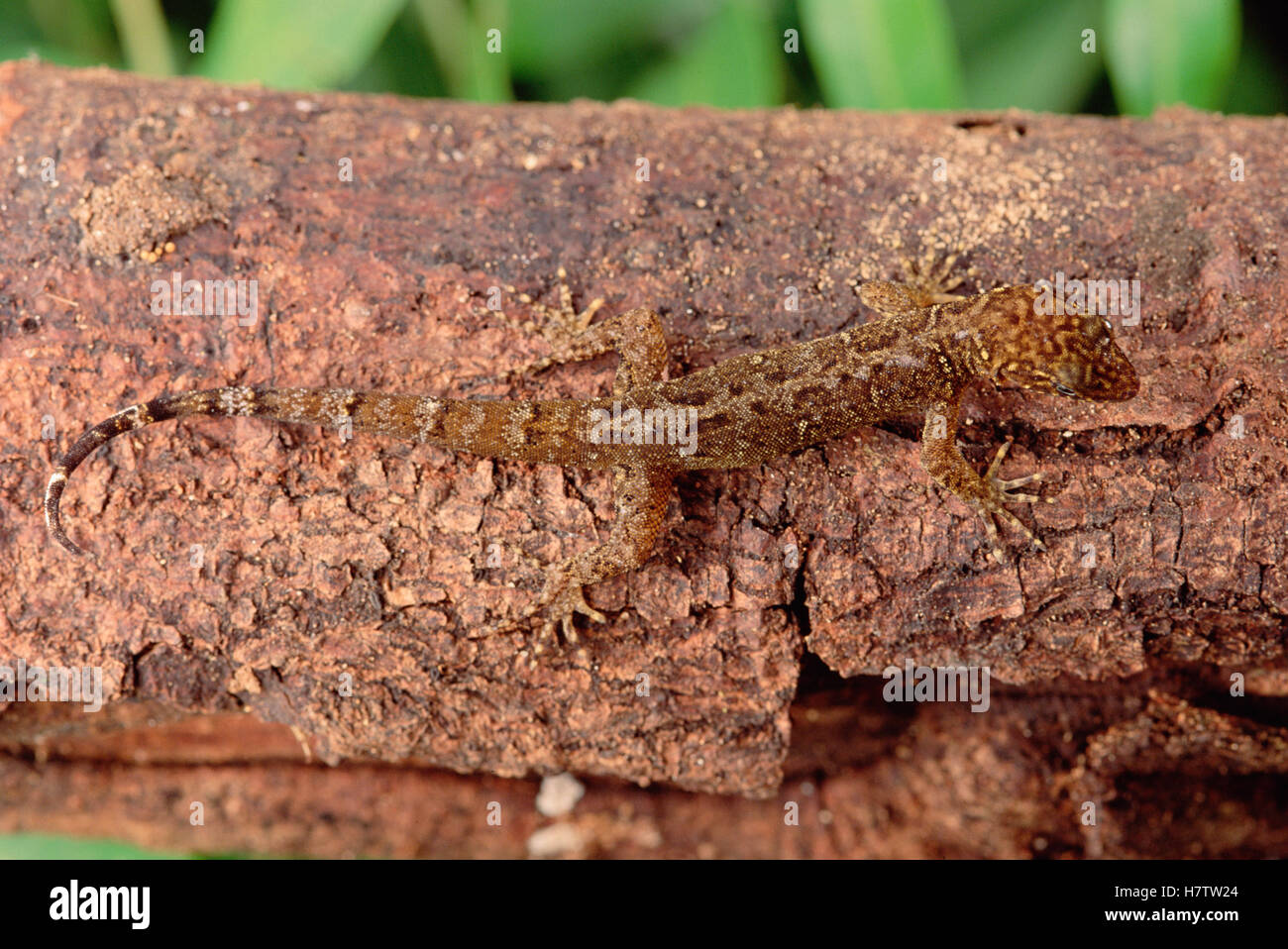Turnip-tailed Gecko (Thecadactylus rapicauda) camouflaged against bark ...
