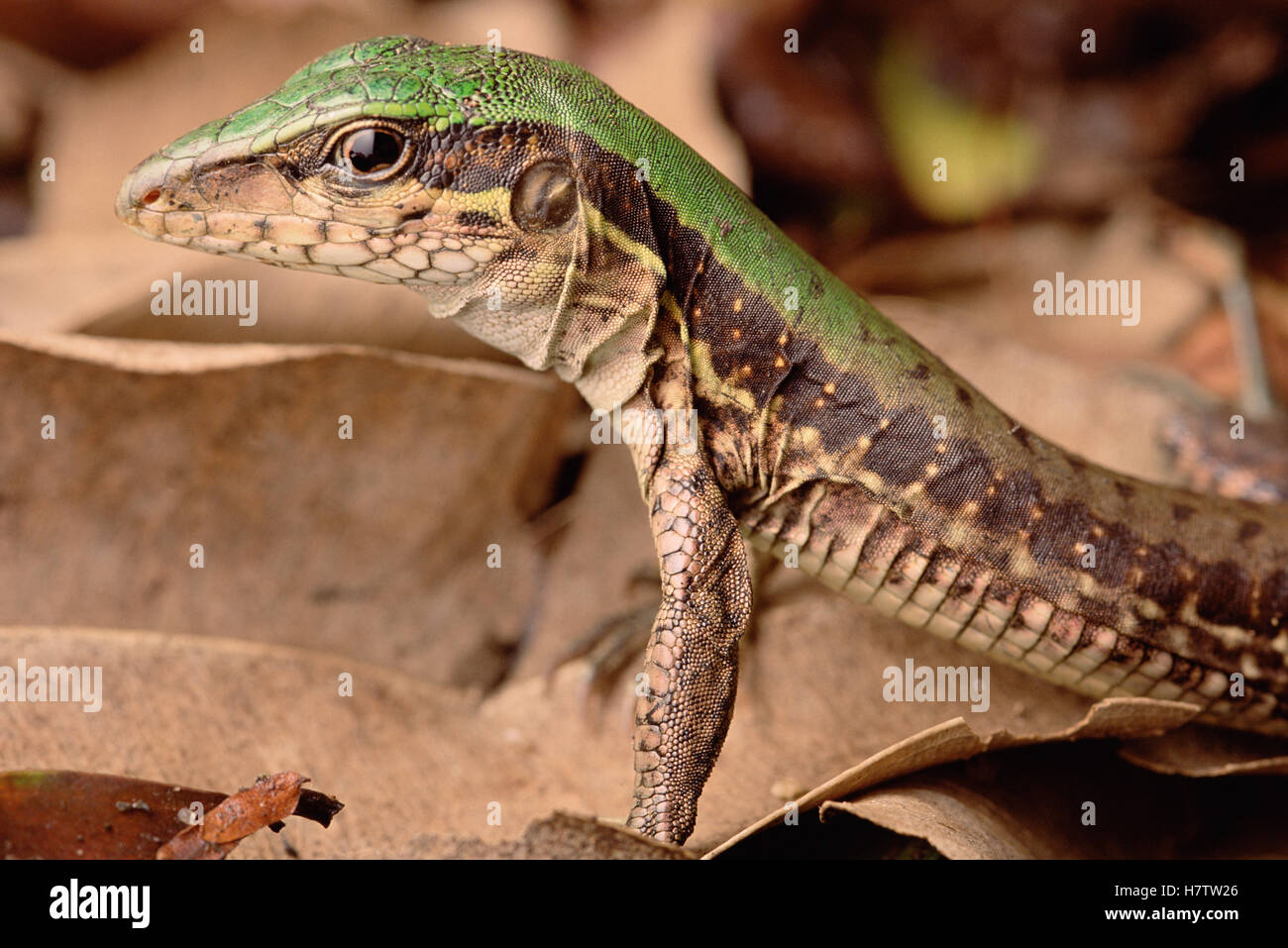 Racerunner Lizard (Plica sp) portrait, Amazon, Brazil Stock Photo - Alamy