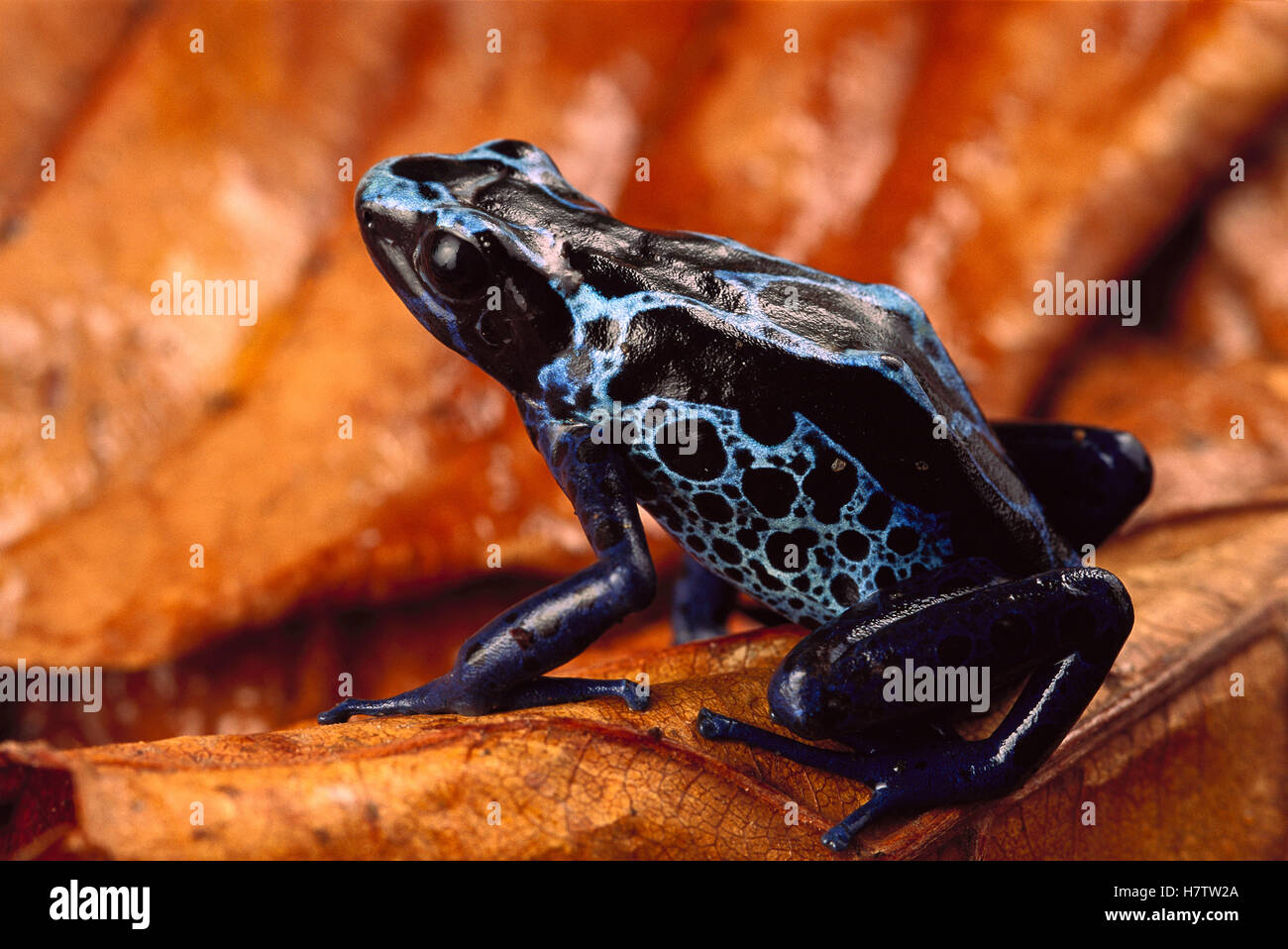 Dyeing Poison Frog (Dendrobates tinctorius) portrait, Amazon forest ...