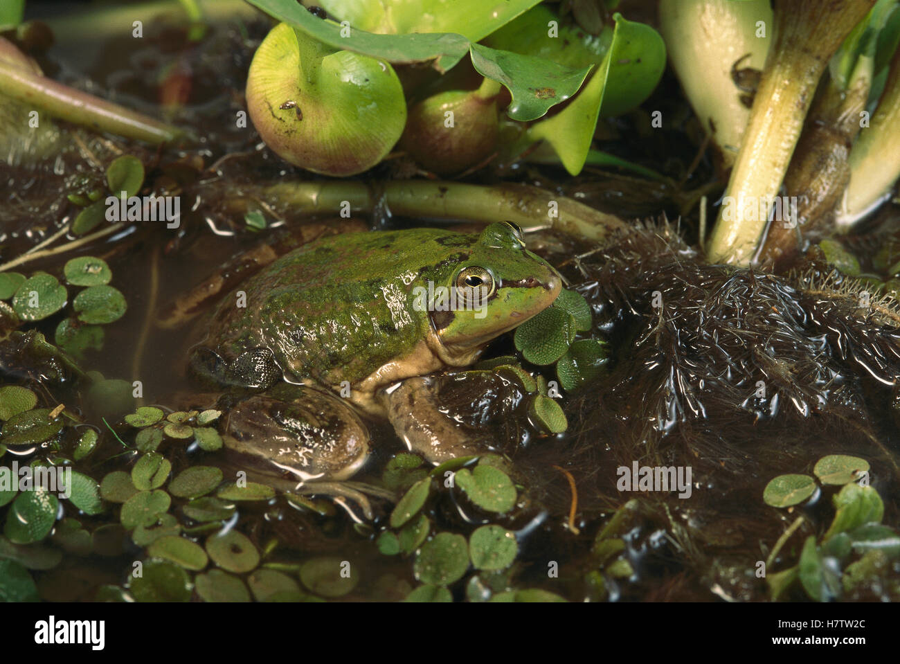 Paradoxical Frog (Pseudis paradoxa) in water, blending with vegetation ...