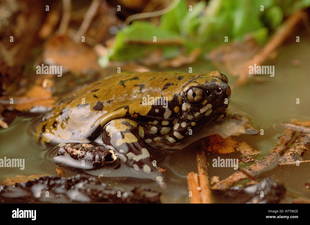 Muller's Termite Frog (Dermatonotus muelleri) in temporary pool ...