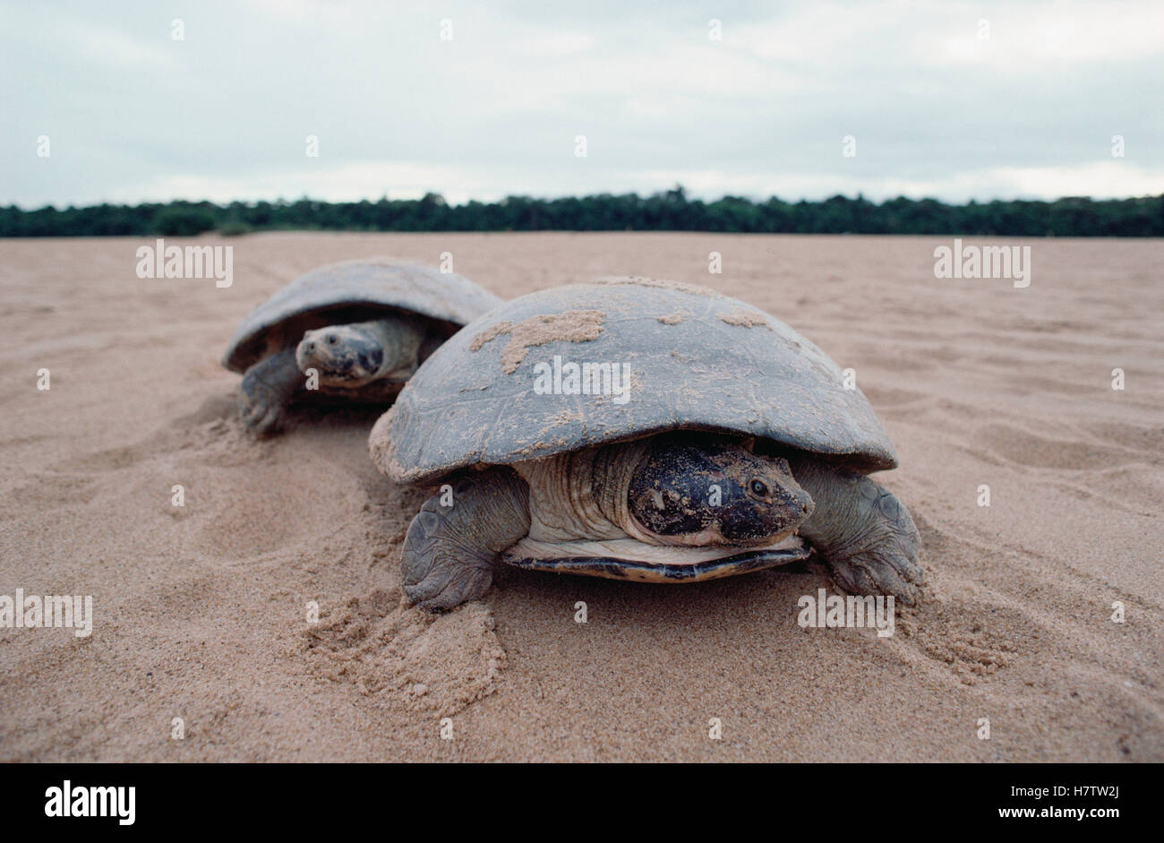 South American River Turtle (Podocnemis expansa) pair on beach of ...