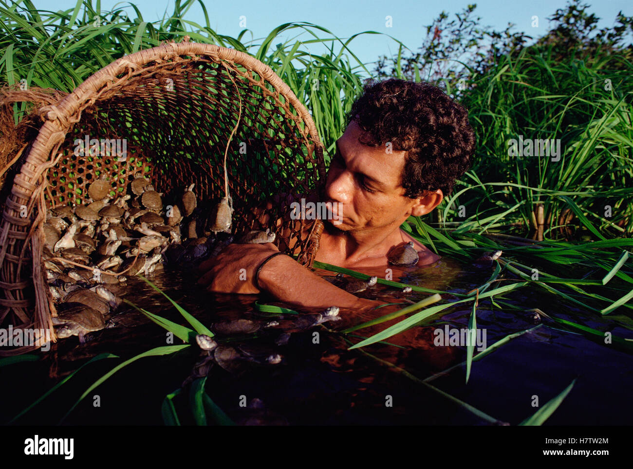 South American River Turtle (Podocnemis expansa) biologist returning ...