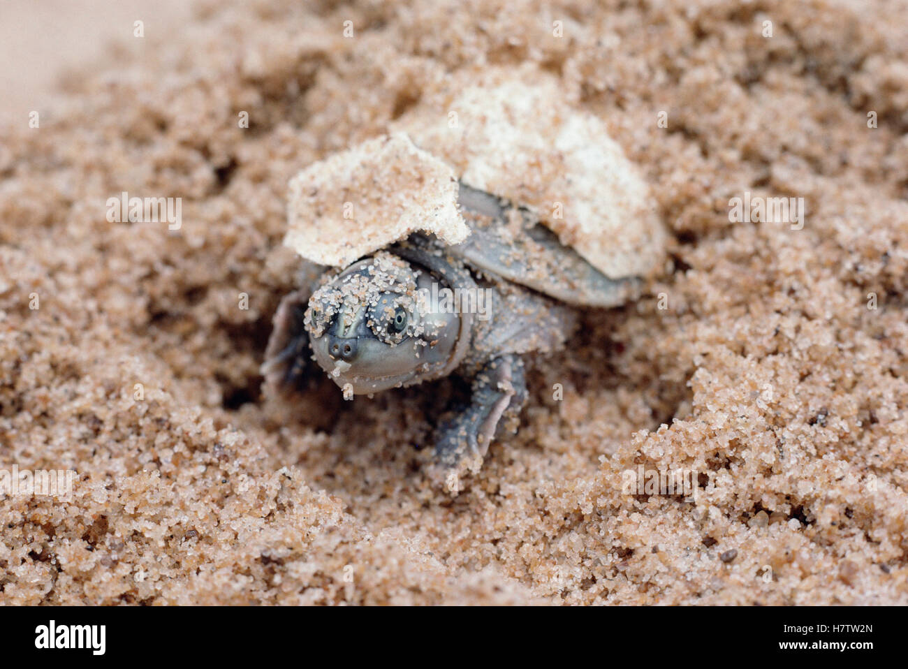 South American River Turtle (Podocnemis expansa) hatching, Amazon ...