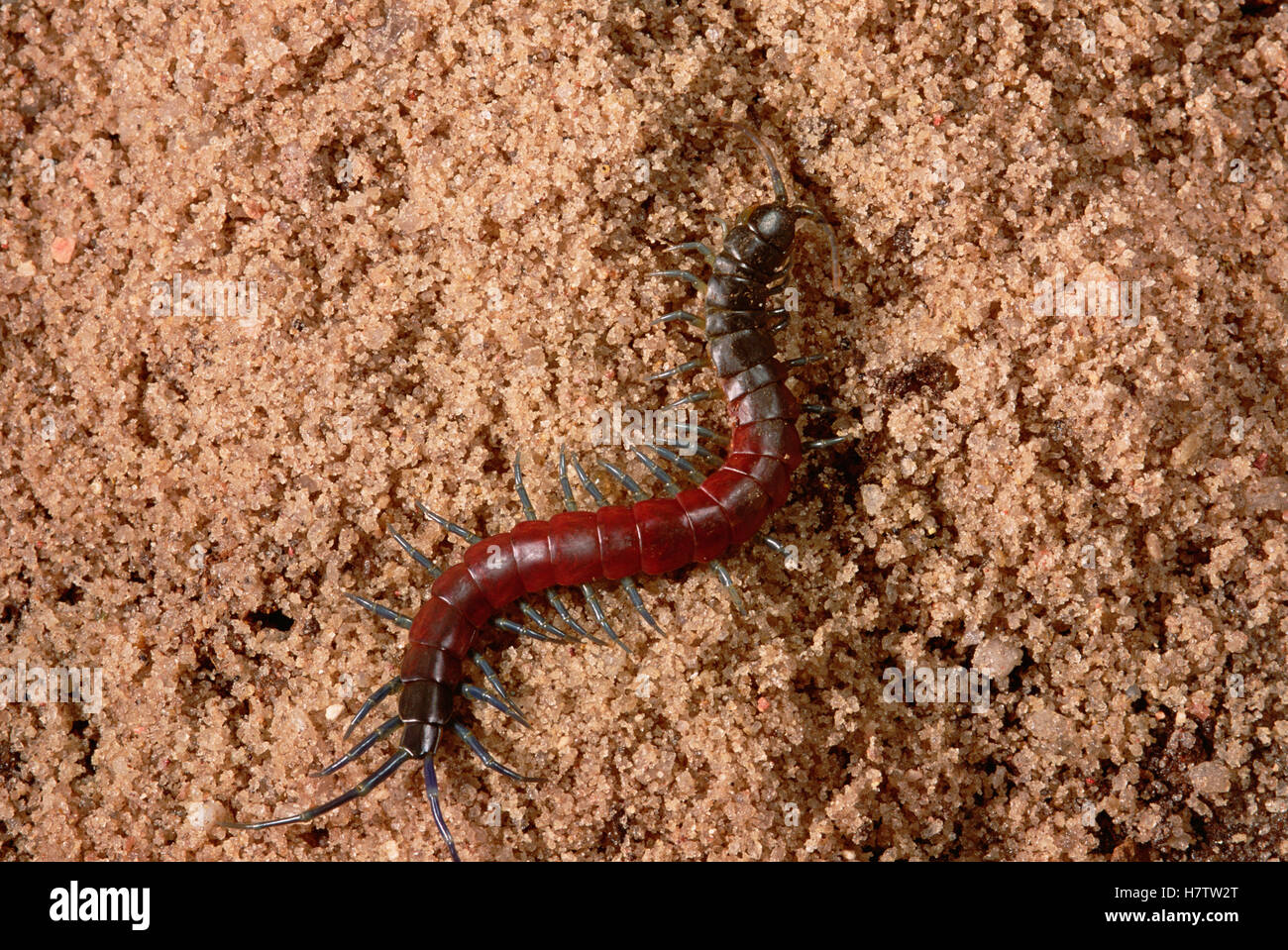 Centipede (Cryptops sp), Brazil Stock Photo - Alamy
