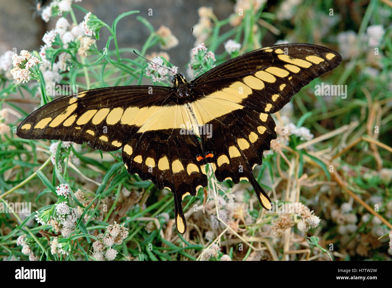 Swordtail Butterfly (Opsiphanes bassus), Caatinga ecosystem, Brazil ...