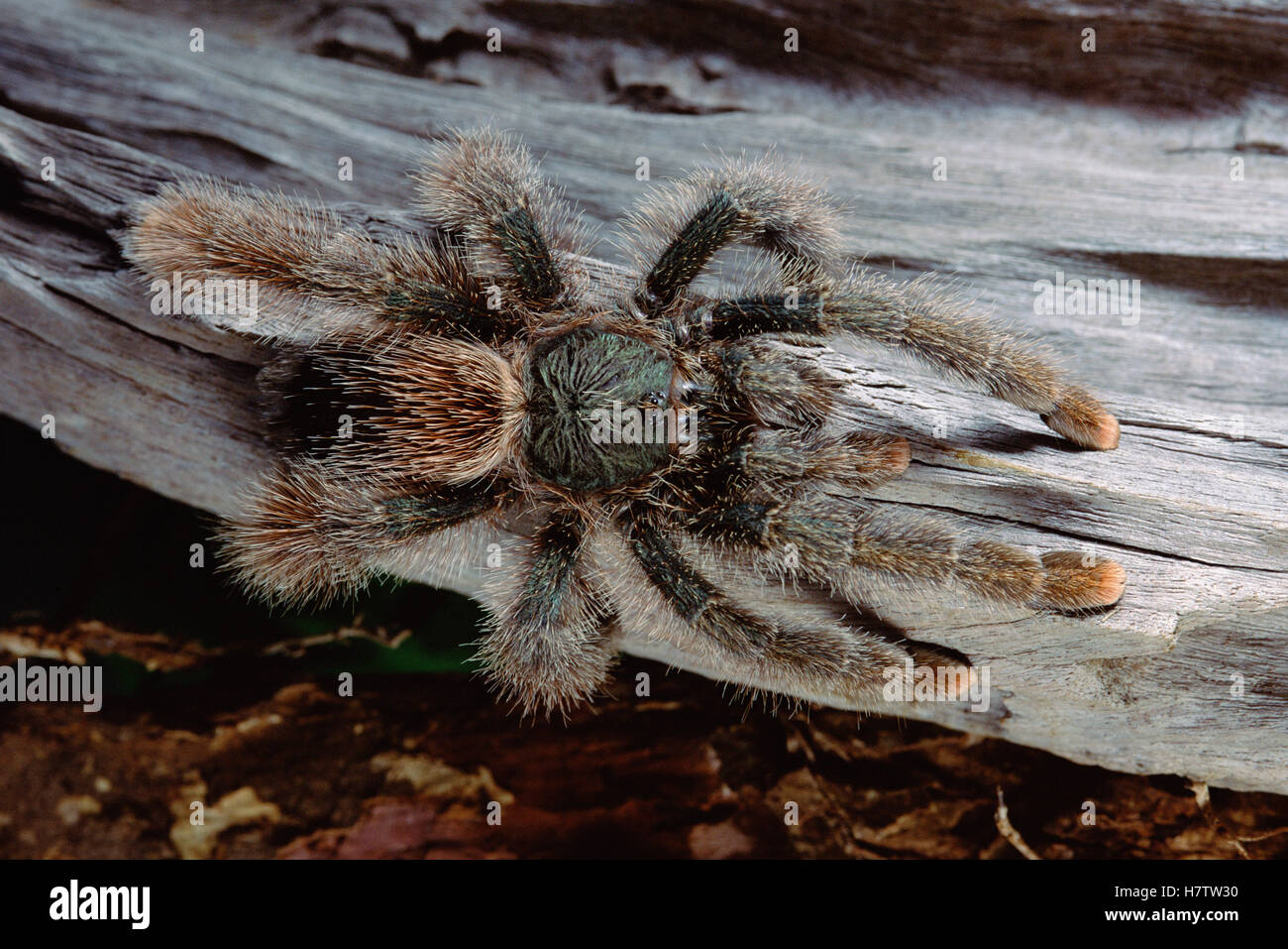 Pinktoe Tarantula (Avicularia avicularia) limbs and abdomen are covered ...