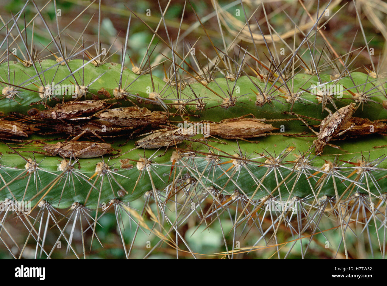 Katydid (Tettigoniidae) group in the furrow of a cactus, stem thorns on ...