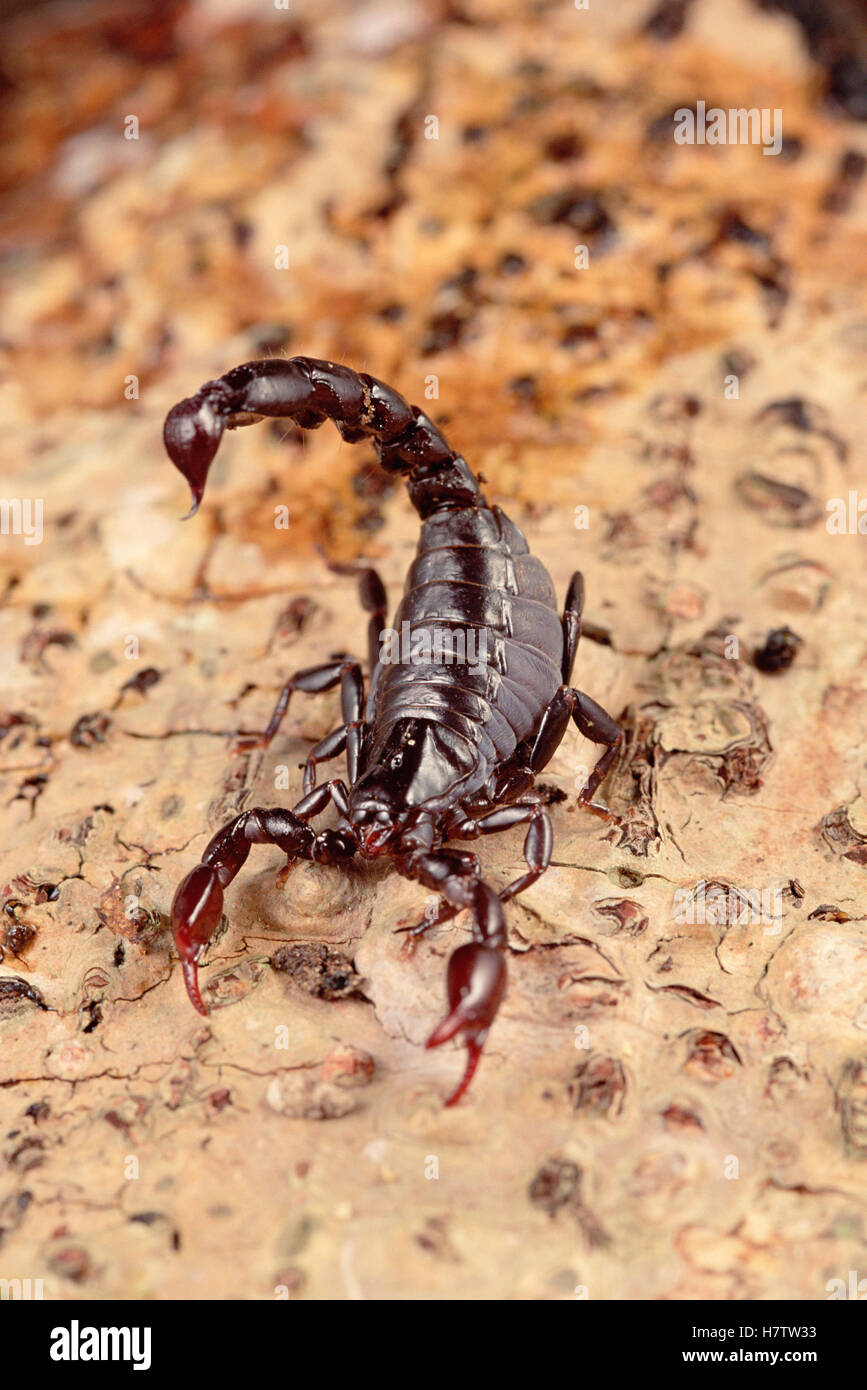 Black Scorpion, Caatinga ecosystem, Brazil Stock Photo - Alamy