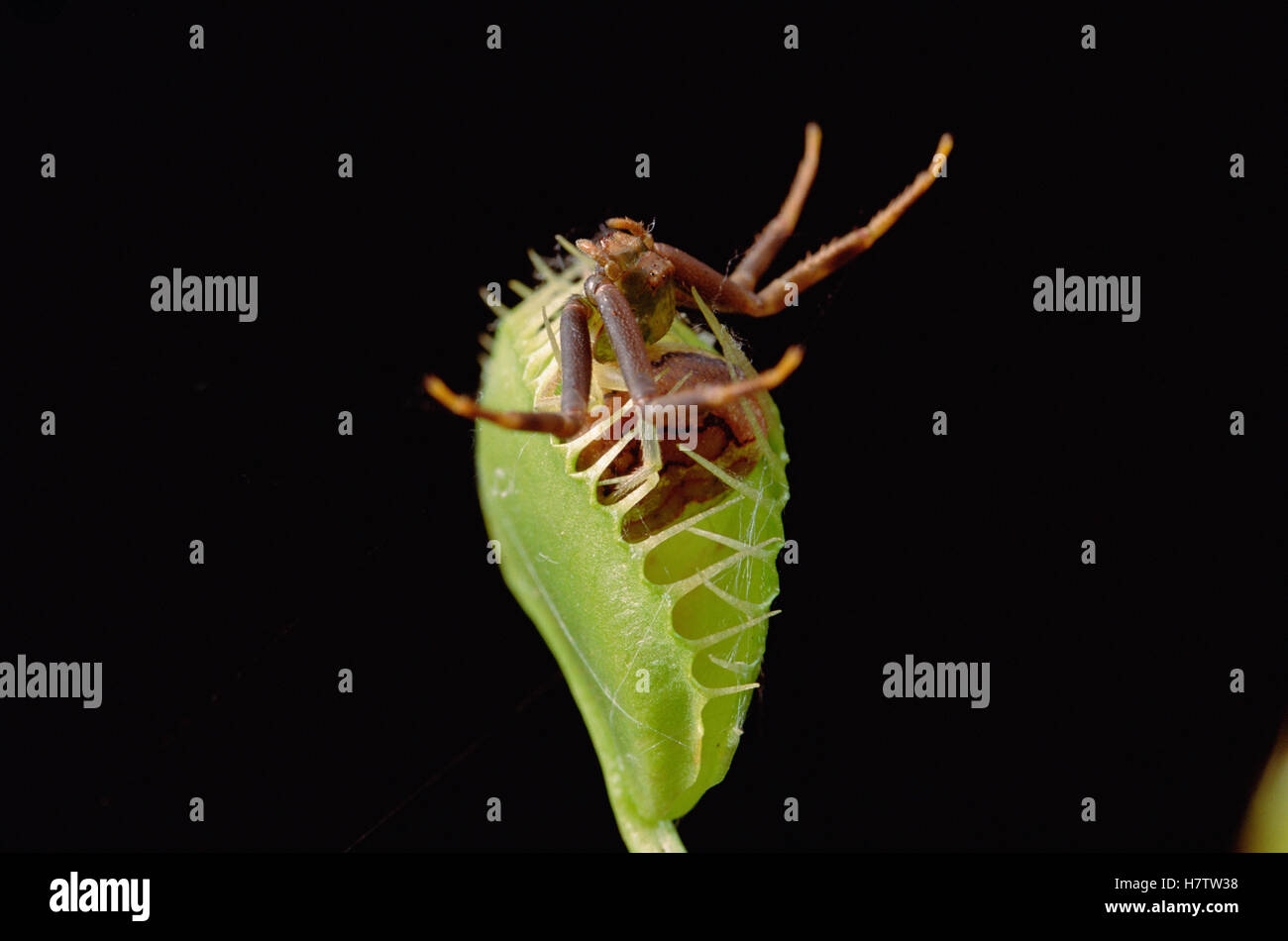 Venus Fly Trap (Dionaea muscipula) with captured spider, southern ...