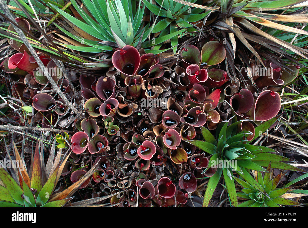 Carnivorous plant, Cerrado ecosystem, Brazil Stock Photo - Alamy