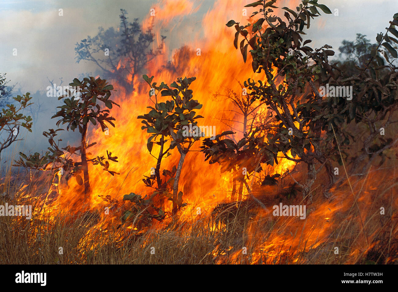 Savannah fire, Cerrado ecosystem, Brazil Stock Photo - Alamy