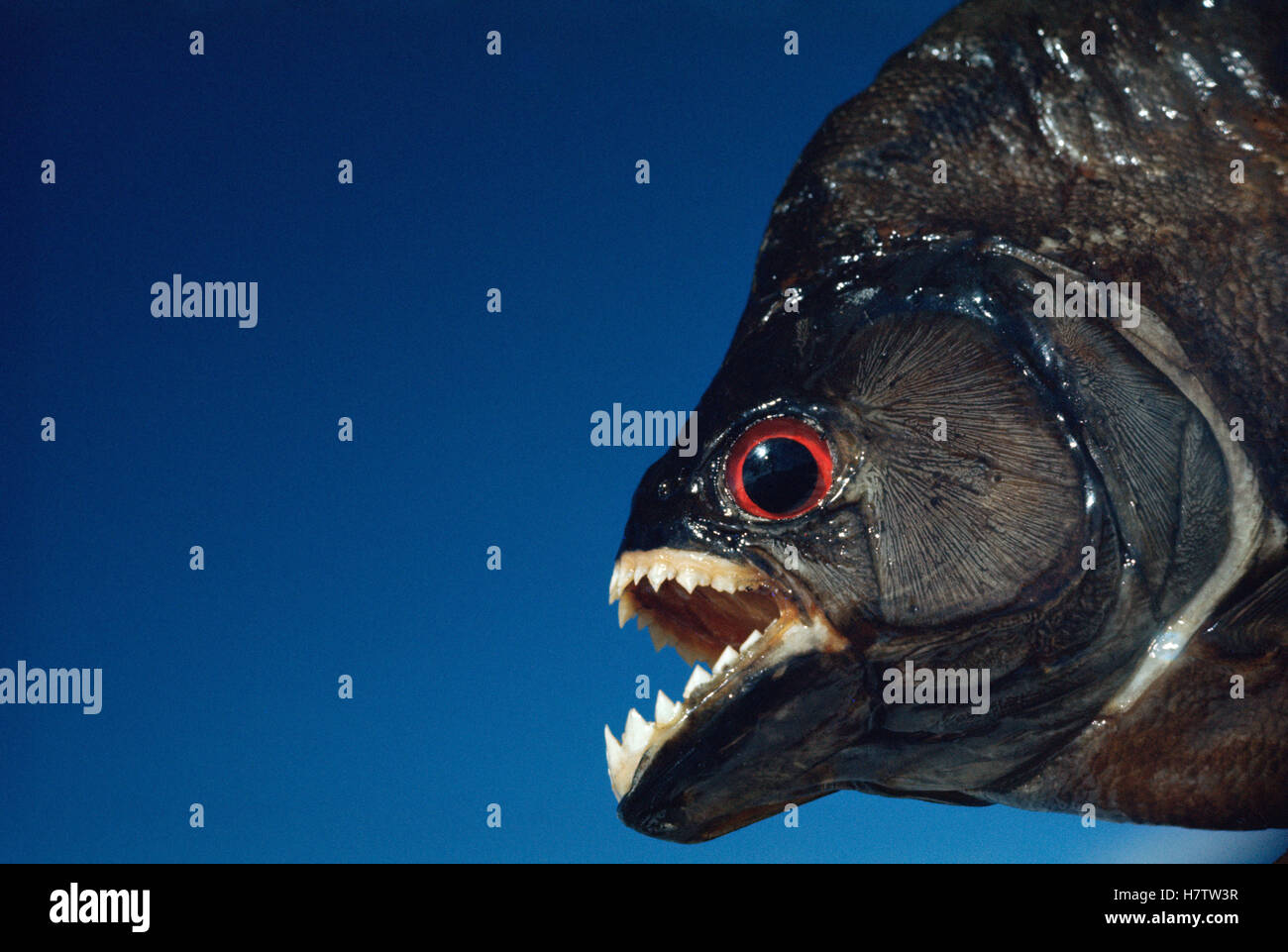 Blacktail Piranha (Pygocentrus piraya) vivsection showing teeth, Amazon ...