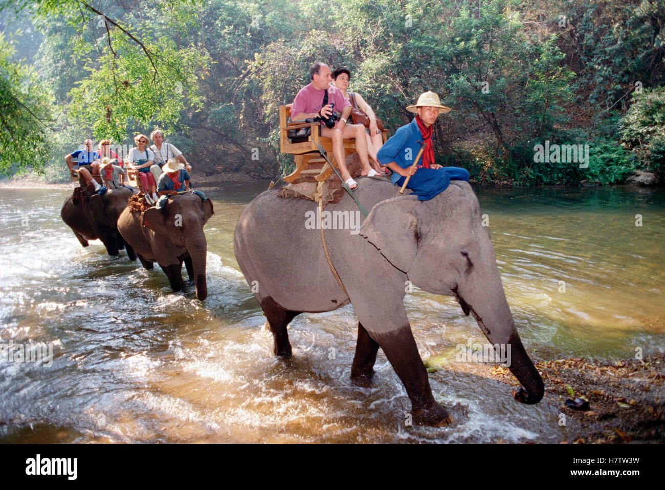 Asian Elephant (Elephas maximus) carrying tourists, Chiang Mai ...