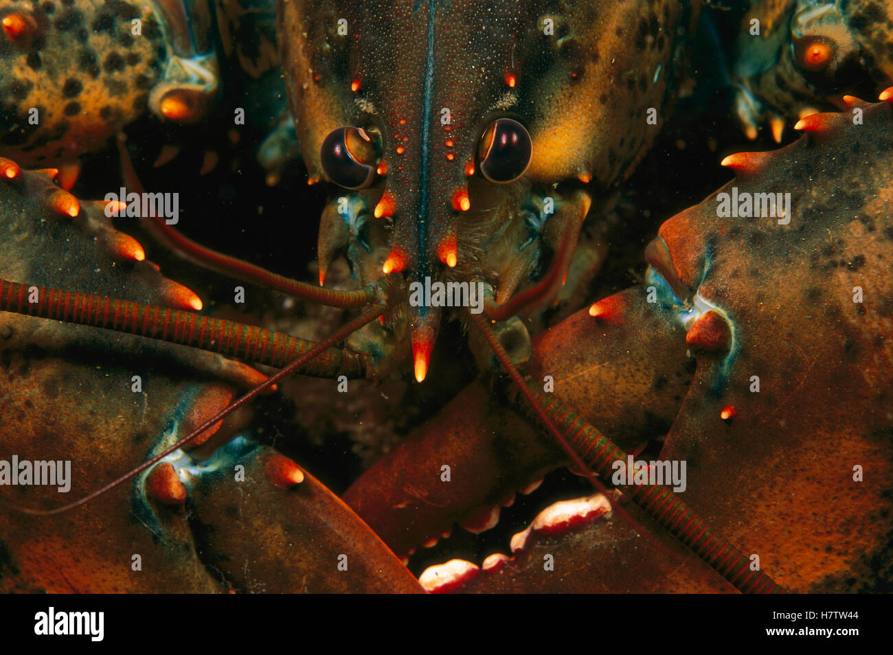 American Lobster (Homarus americanus) portrait, Maine Stock Photo - Alamy