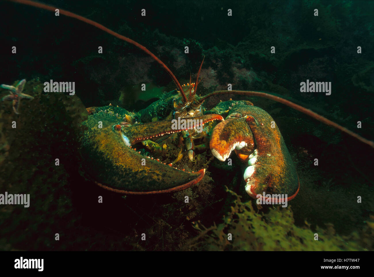 American Lobster (Homarus americanus) resting on ocean bottom, Maine ...