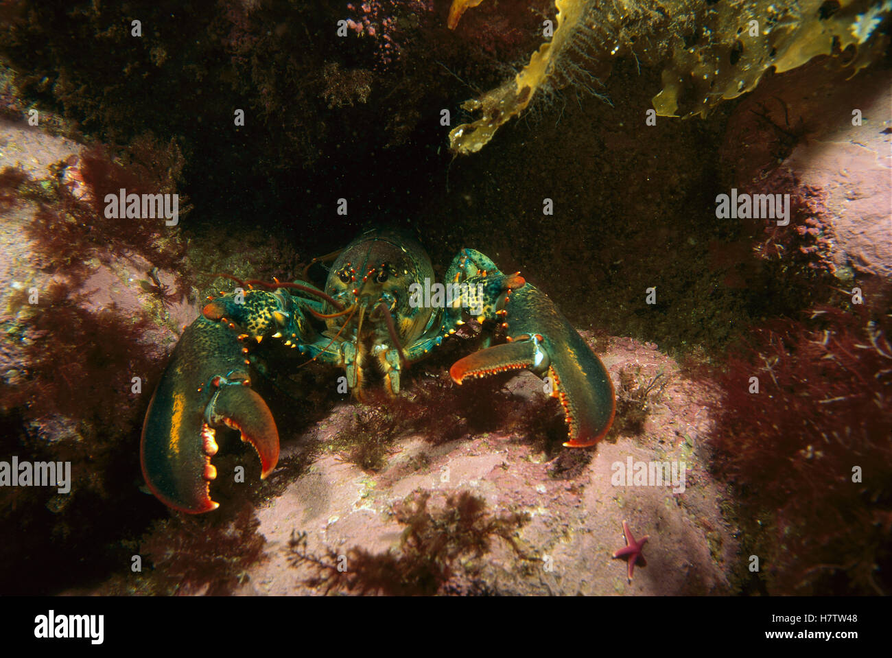 American Lobster (Homarus americanus) in defensive posture, Maine Stock ...