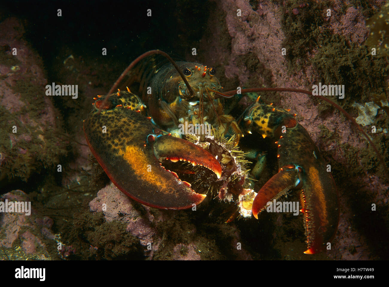 American Lobster (Homarus americanus) breaking and eating urchin, Maine ...