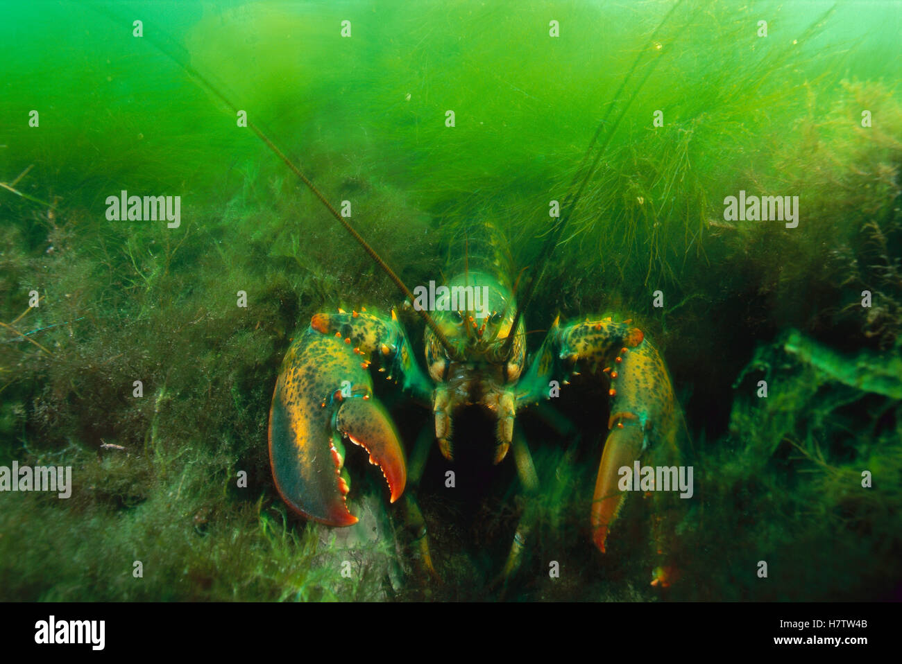 American Lobster (Homarus americanus) approaching aggressivly, Maine ...