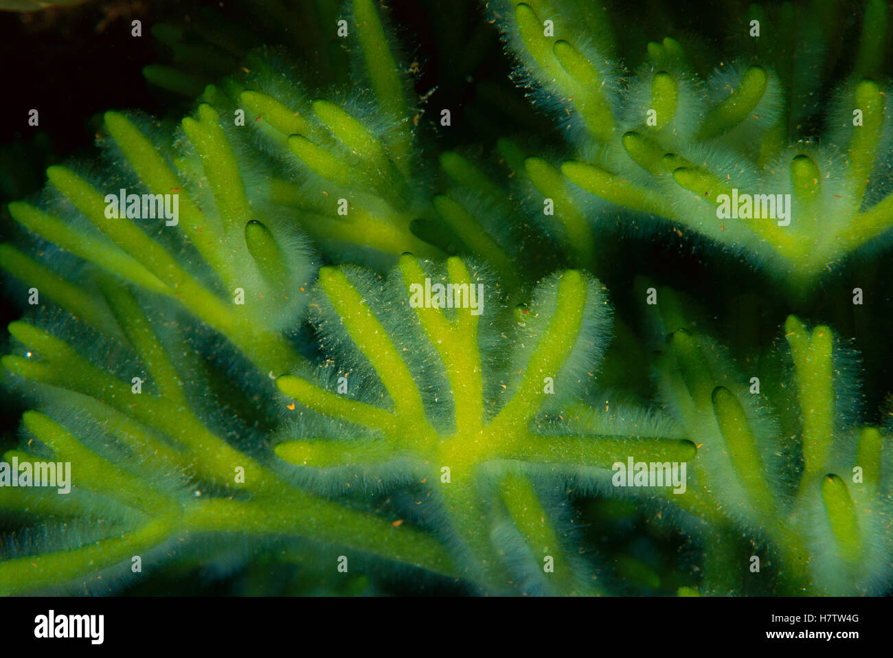 Green Fleece (Codium fragile) seaweed detail, Nova Scotia, Canada Stock ...