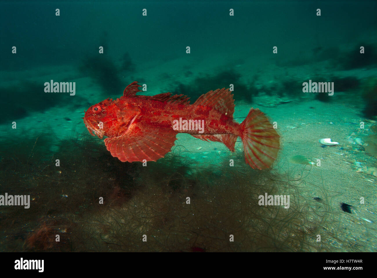 Atlantic Sea Raven (Hemitripterus americanus) swimming, Nova Scotia ...