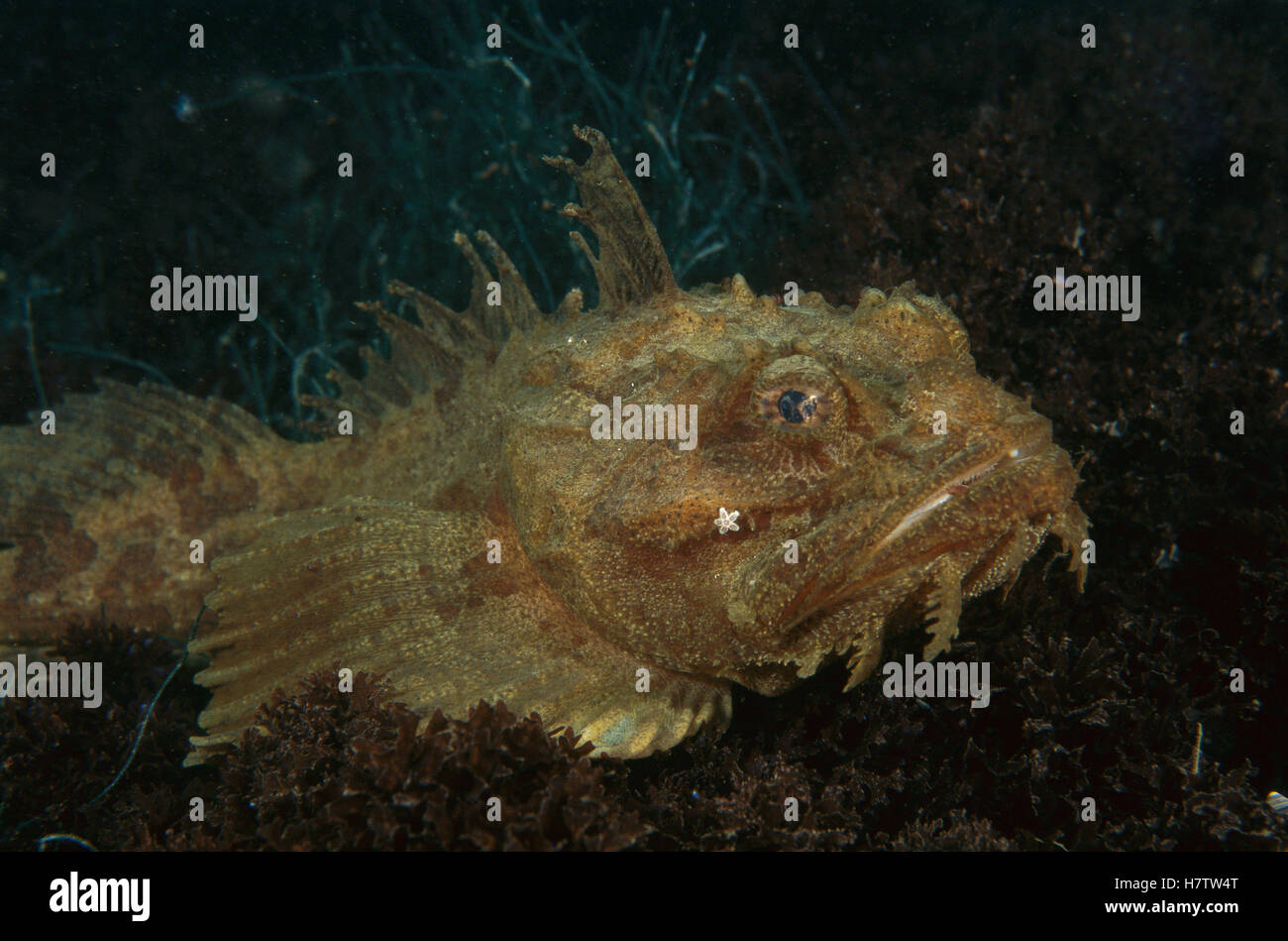 Atlantic Sea Raven (Hemitripterus americanus) camouflaged against ...