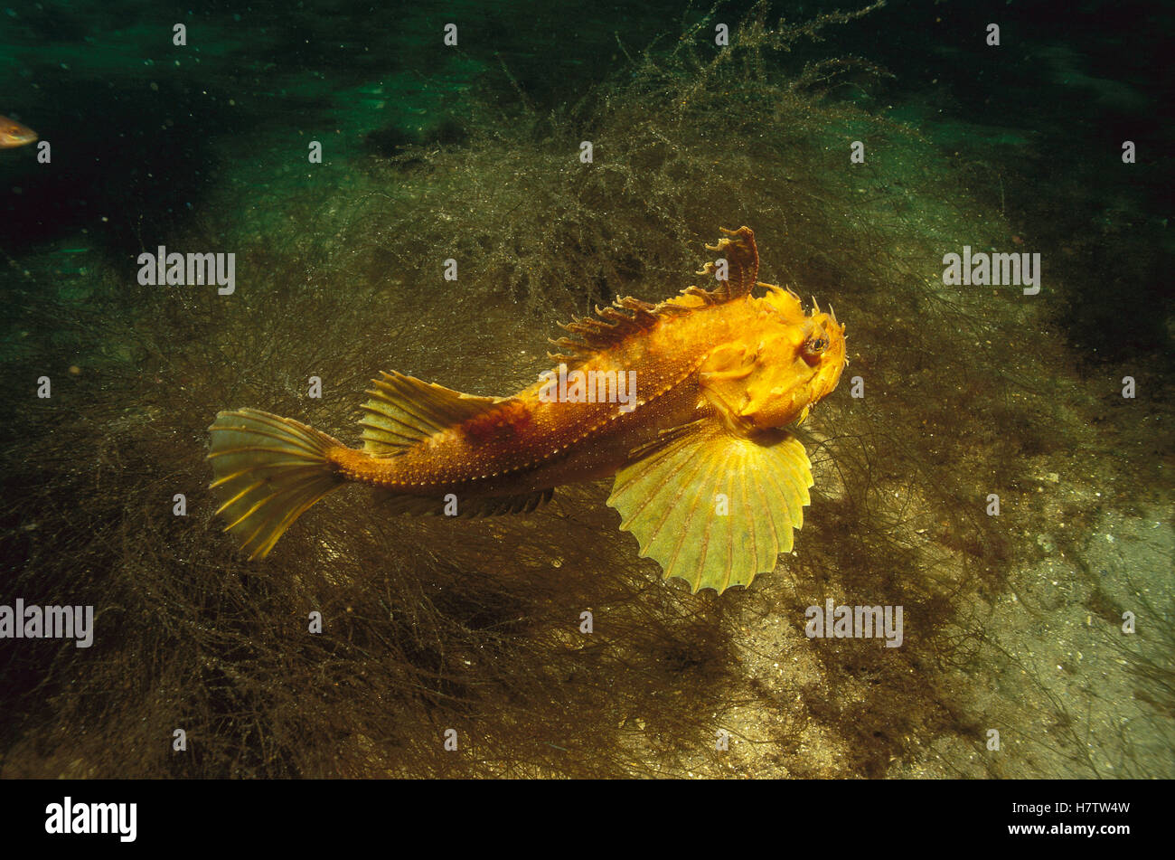 Atlantic Sea Raven (Hemitripterus americanus) swimming close to the ...