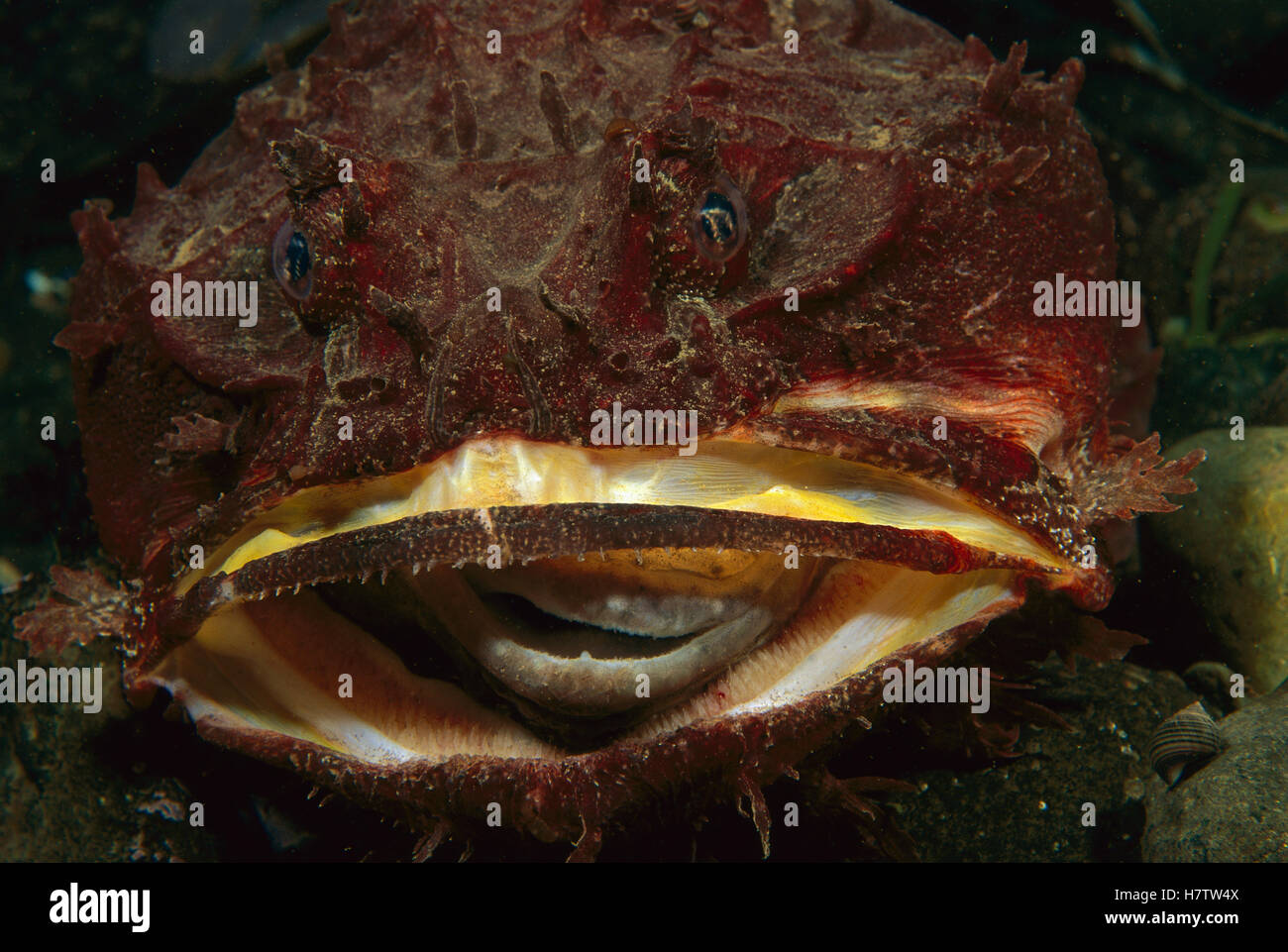 Atlantic Sea Raven (Hemitripterus americanus) swallowing fish, Nova ...