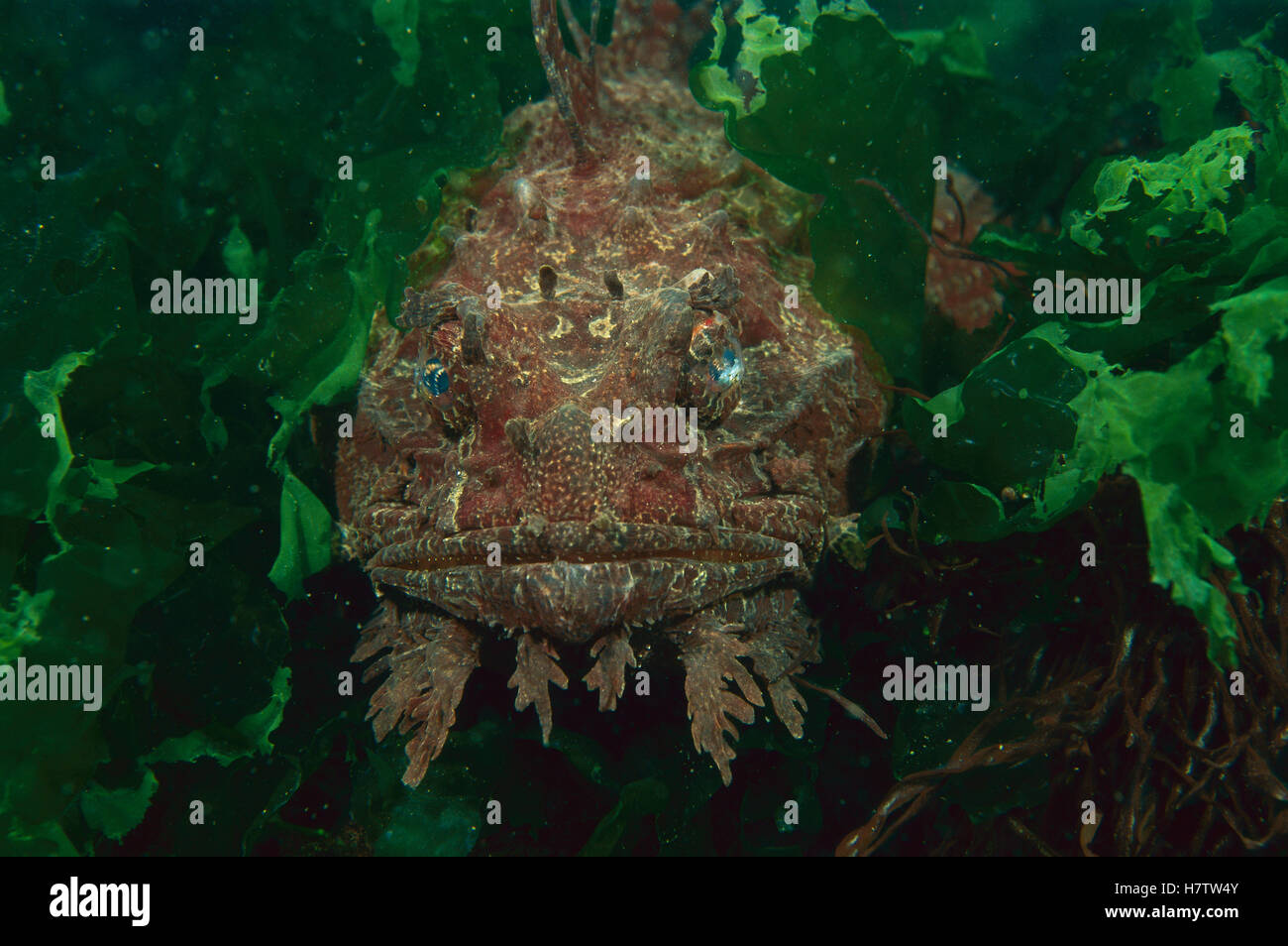 Atlantic Sea Raven (Hemitripterus americanus) portrait, Nova Scotia ...