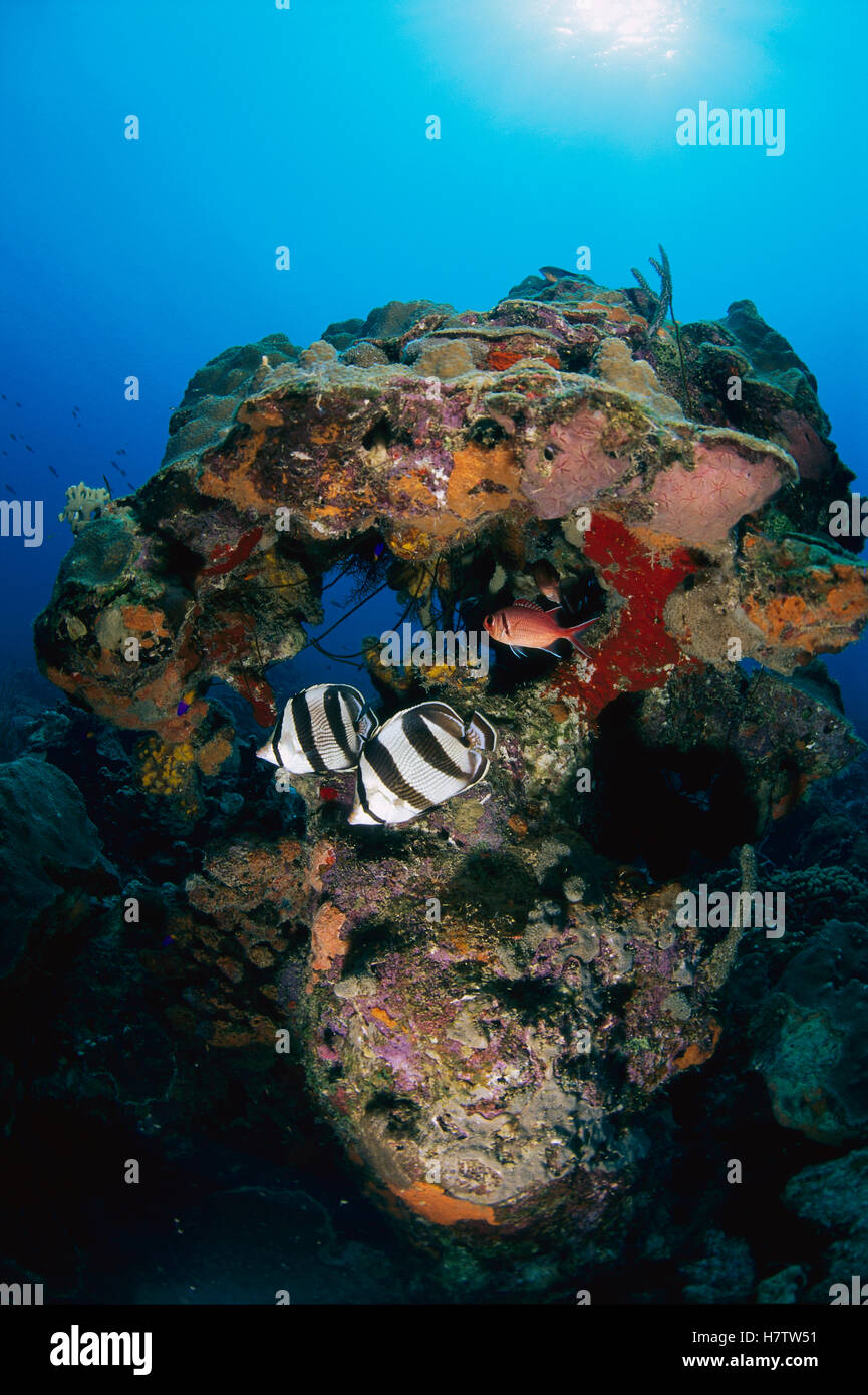 Banded Butterflyfish (Chaetodon striatus) pair in coral reef, Bonaire ...