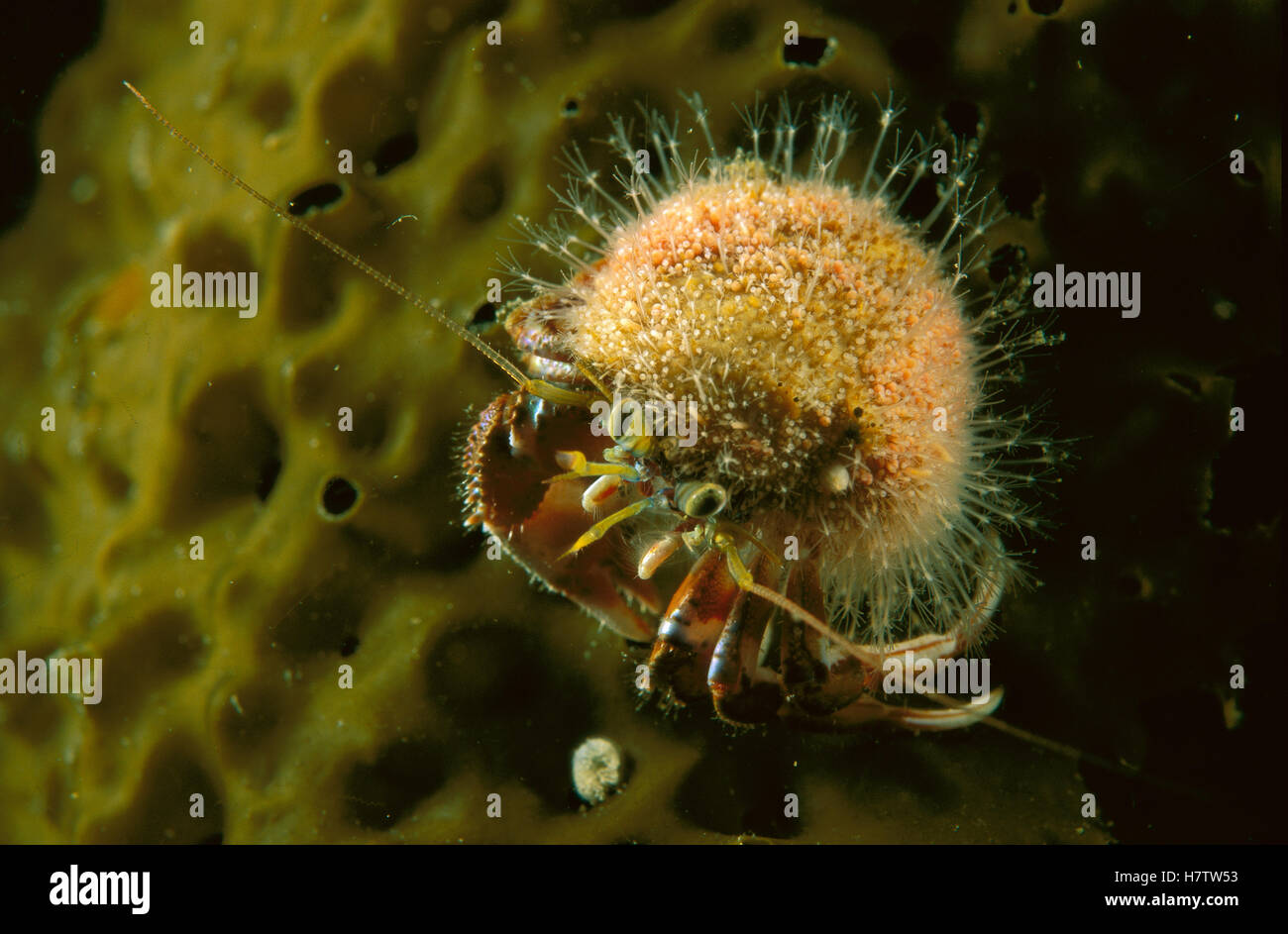 Acadian Hermit Crab (Pagurus acadianus) with Snail Fur Hydroid ...