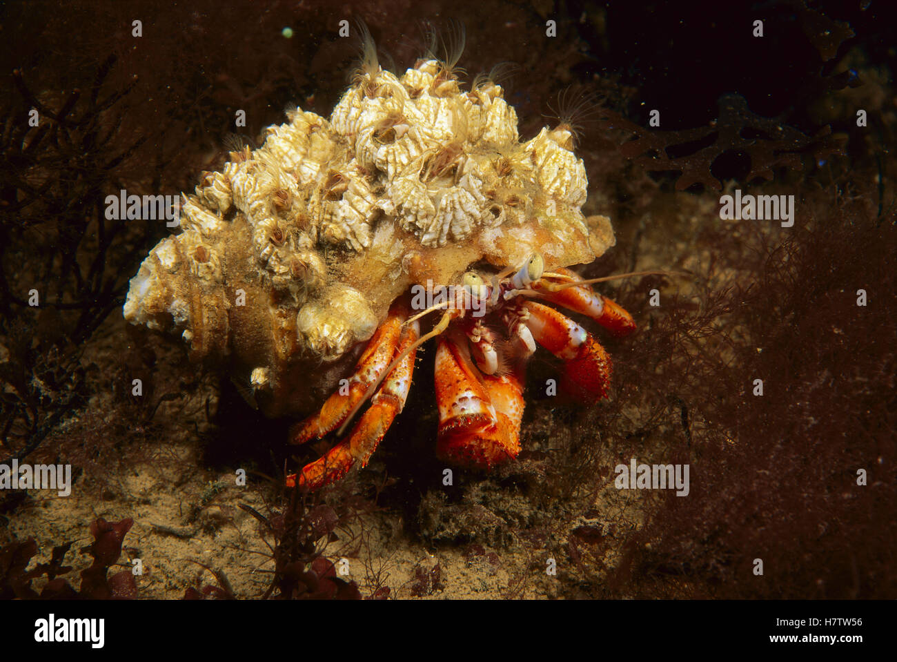 Acadian Hermit Crab (Pagurus acadianus) with Rough Barnacle (Balanus balanus) growth, Nova ...