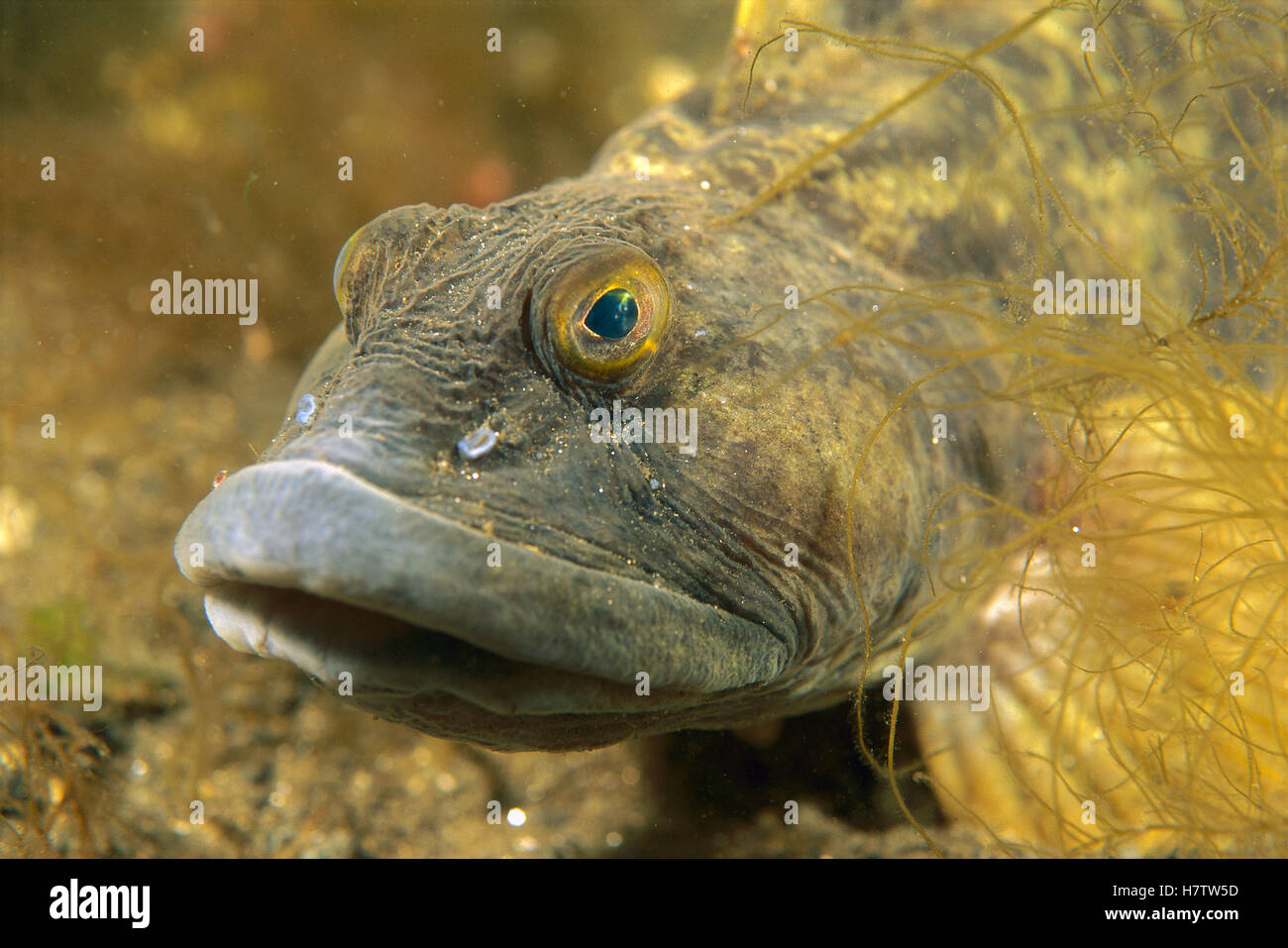 North-atlantic Ocean Pout (Macrozoarces americanus) portrait, Nova ...