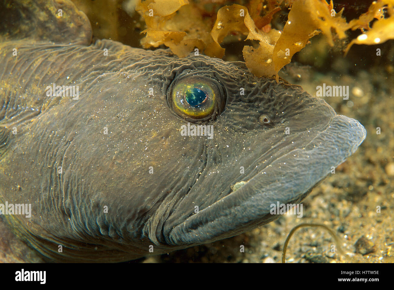 North-atlantic Ocean Pout (Macrozoarces americanus), Nova Scotia ...