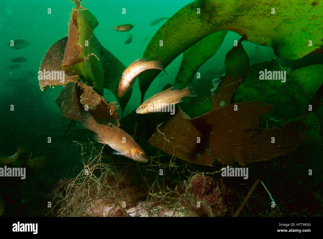 Cunner (Tautogolabrus adspersus) fish, small school in kelp bed, Bay of ...