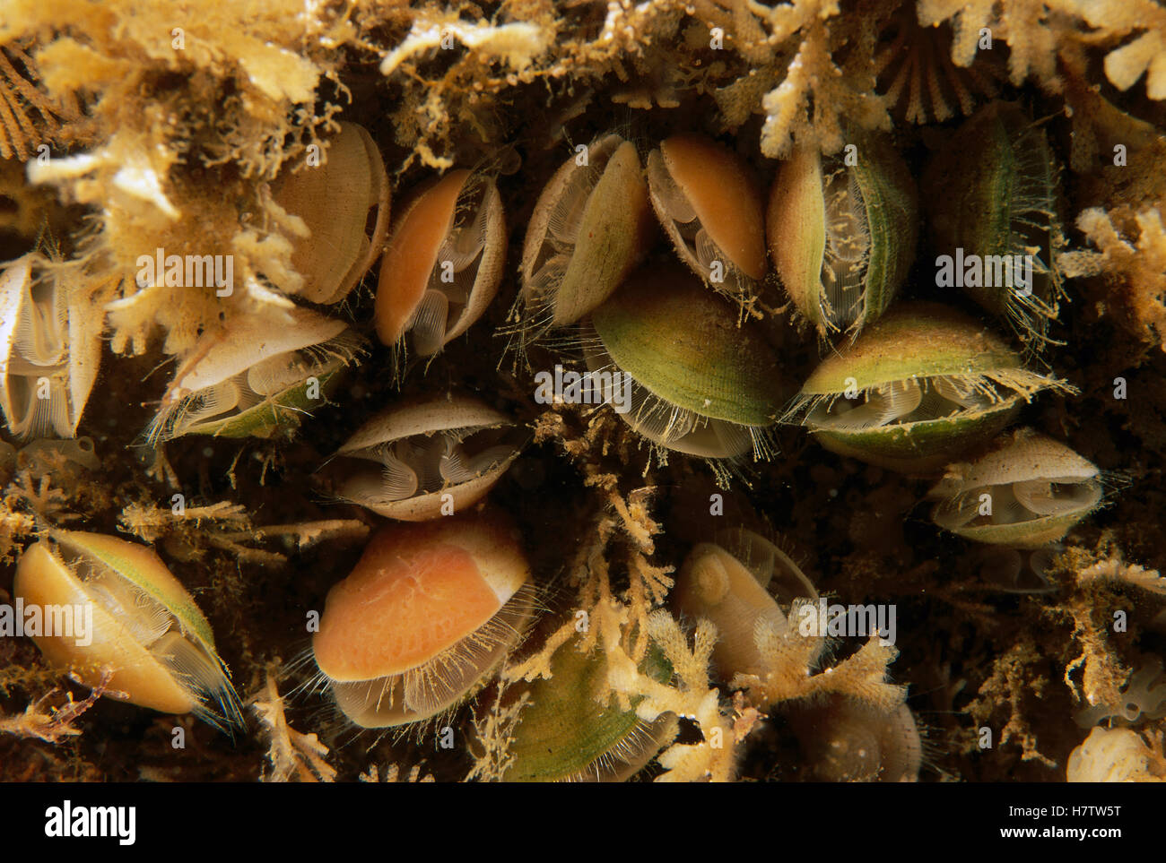 Northern Lamp Shell (Terebratulina septentrionalis) cluster feeding ...