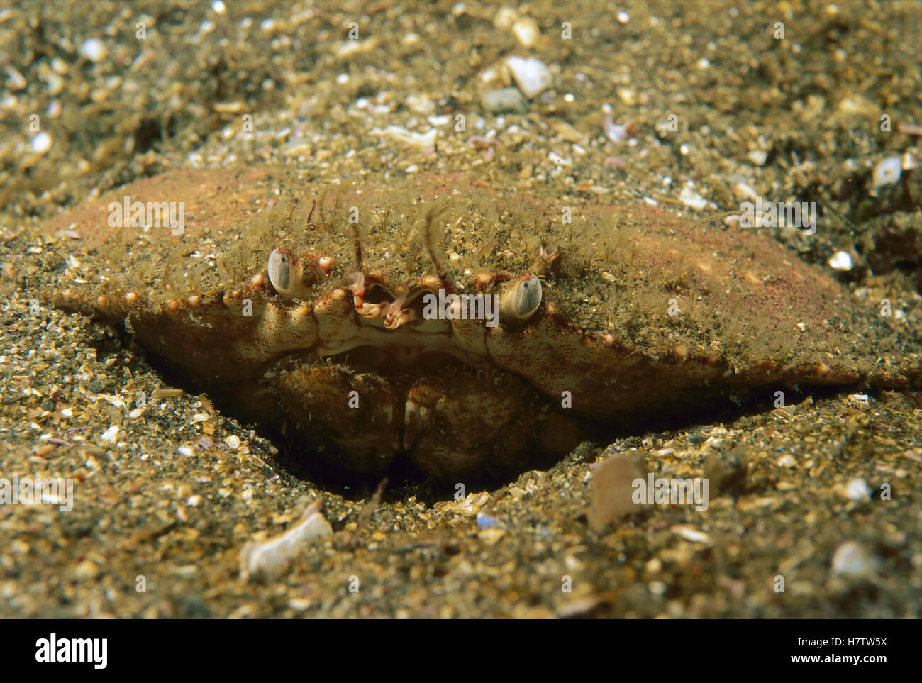 Jonah Crab (Cancer borealis) hiding in sand, Nova Scotia, Canada Stock ...