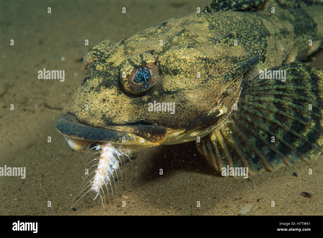 Long-spined Sculpin (Myoxocephalus octodecemspinosus) eating prey, Nova ...