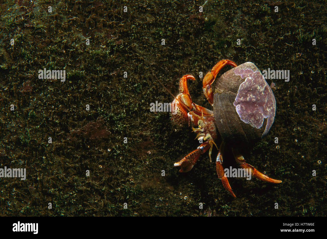 Hermit Crab (Paguroidea) on rock, Nova Scotia, Canada Stock Photo - Alamy