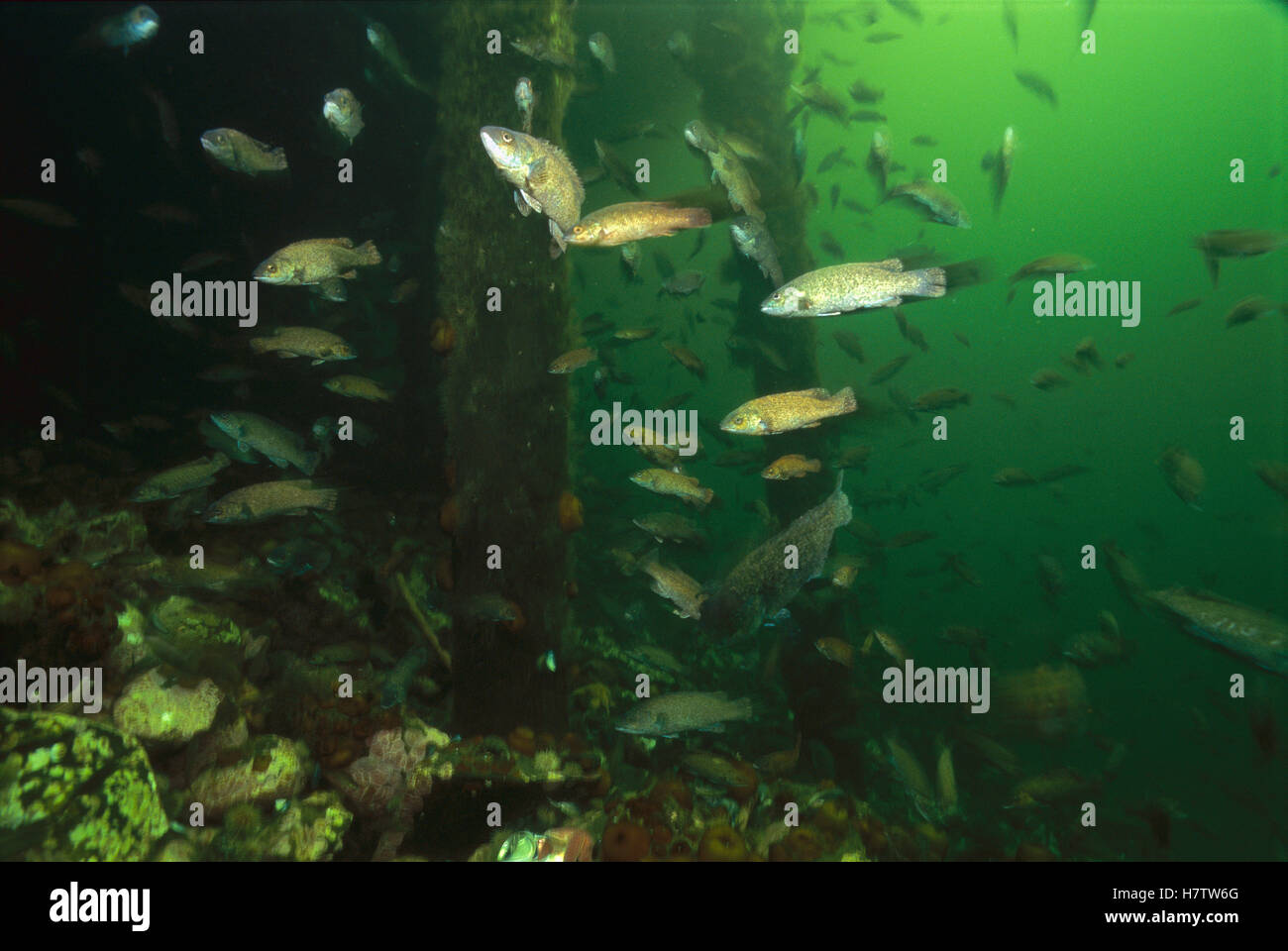 Cunner (Tautogolabrus adspersus) swimming amid pilings, Brier Island ...
