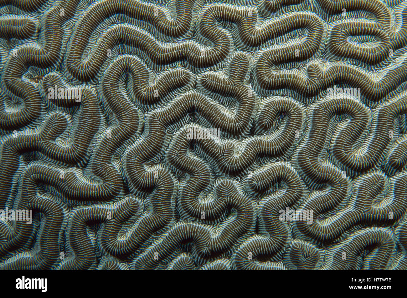 Brain Coral pattern, Bonaire, Caribbean Stock Photo - Alamy