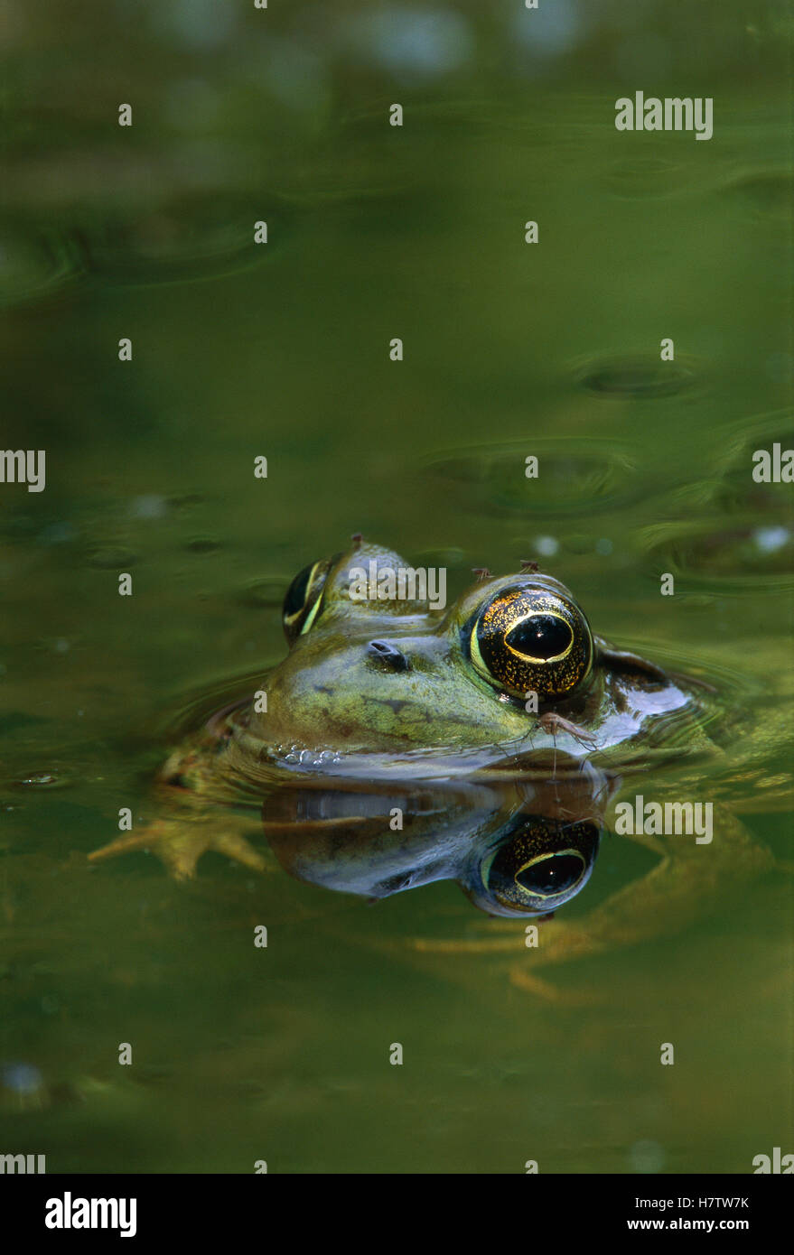 Northern Green Frog (Rana clamitans melanota) in pond, West Stony Lake ...