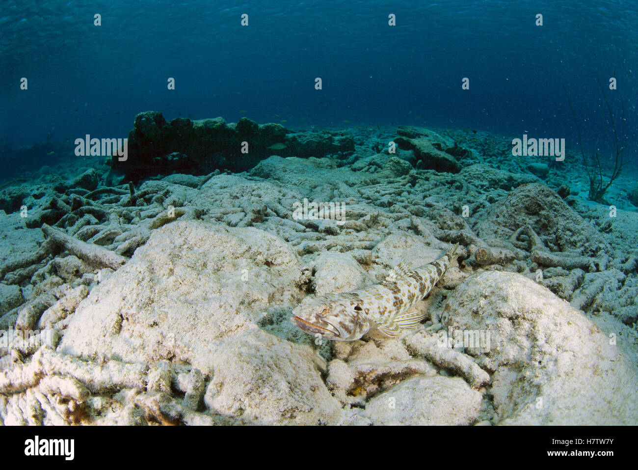 Lizardfish (Synodontidae) and dead coral reef, Bonaire, Caribbean Stock ...