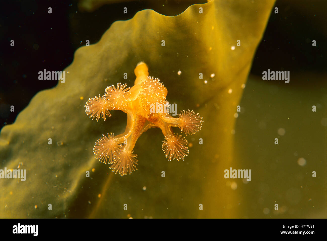 Stalked Jellyfish (Haliclystus auricula) filter feeding, Nova Scotia ...