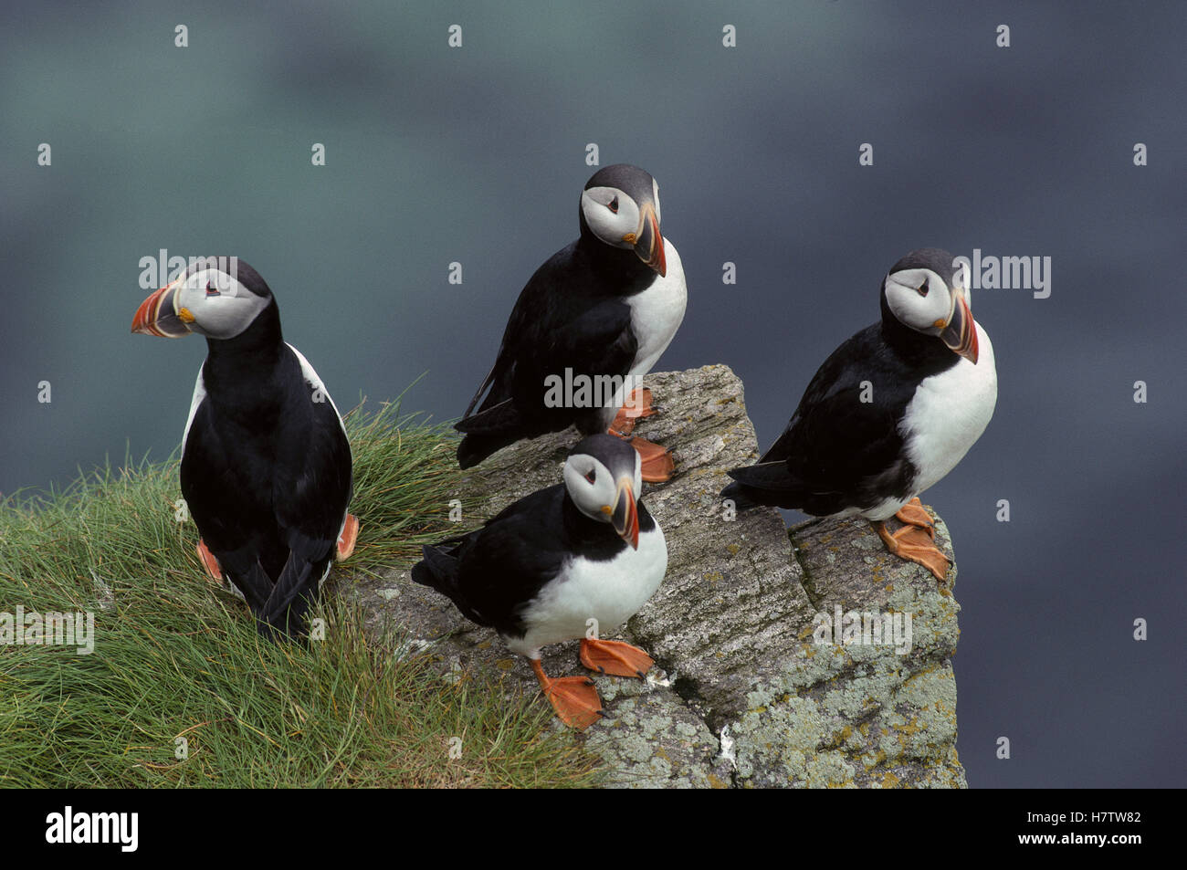 Atlantic Puffin (Fratercula arctica) group on cliff, Baccalieu Island ...