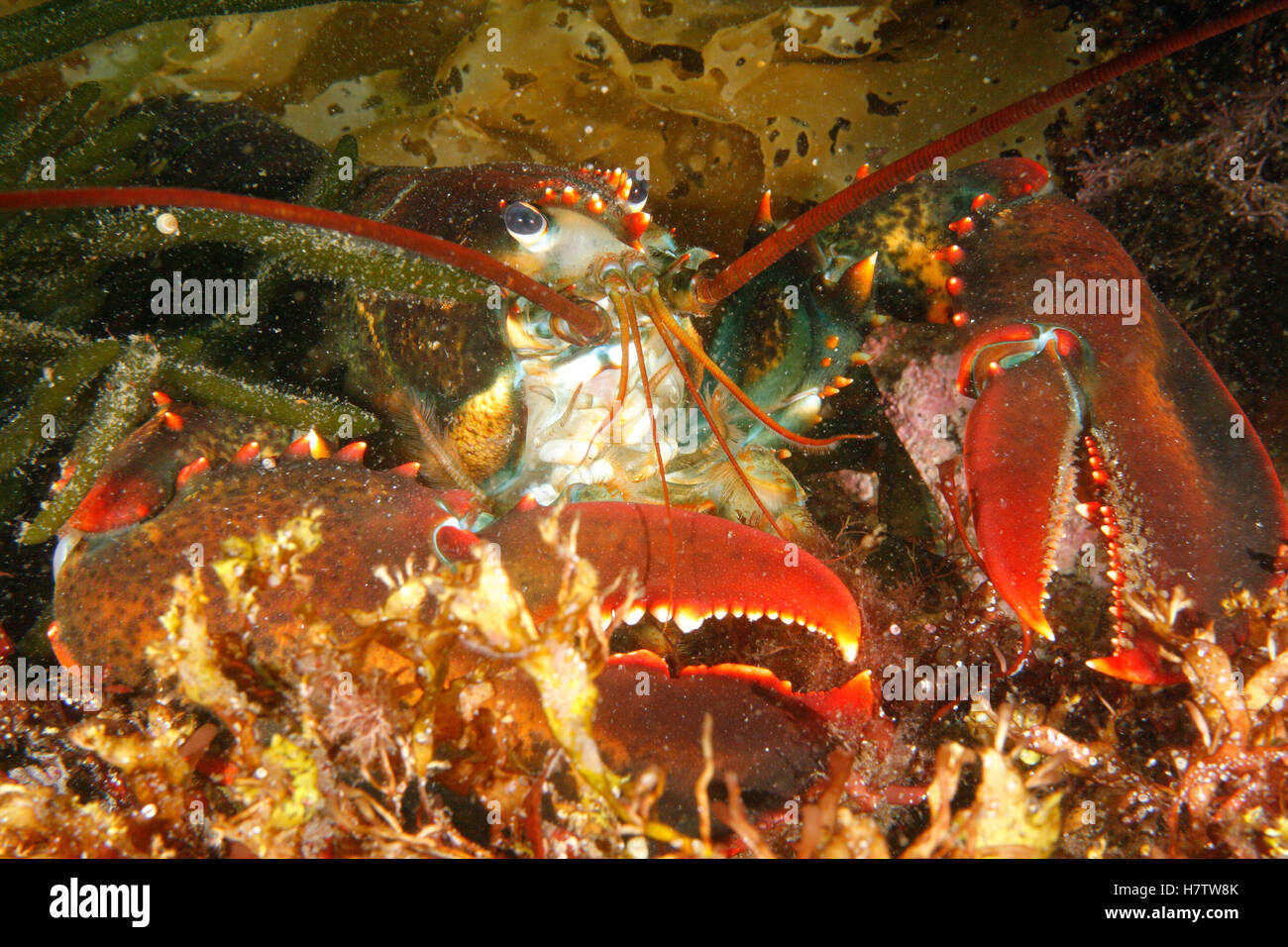 American Lobster (Homarus americanus), Bay of Fundy, Nova Scotia ...