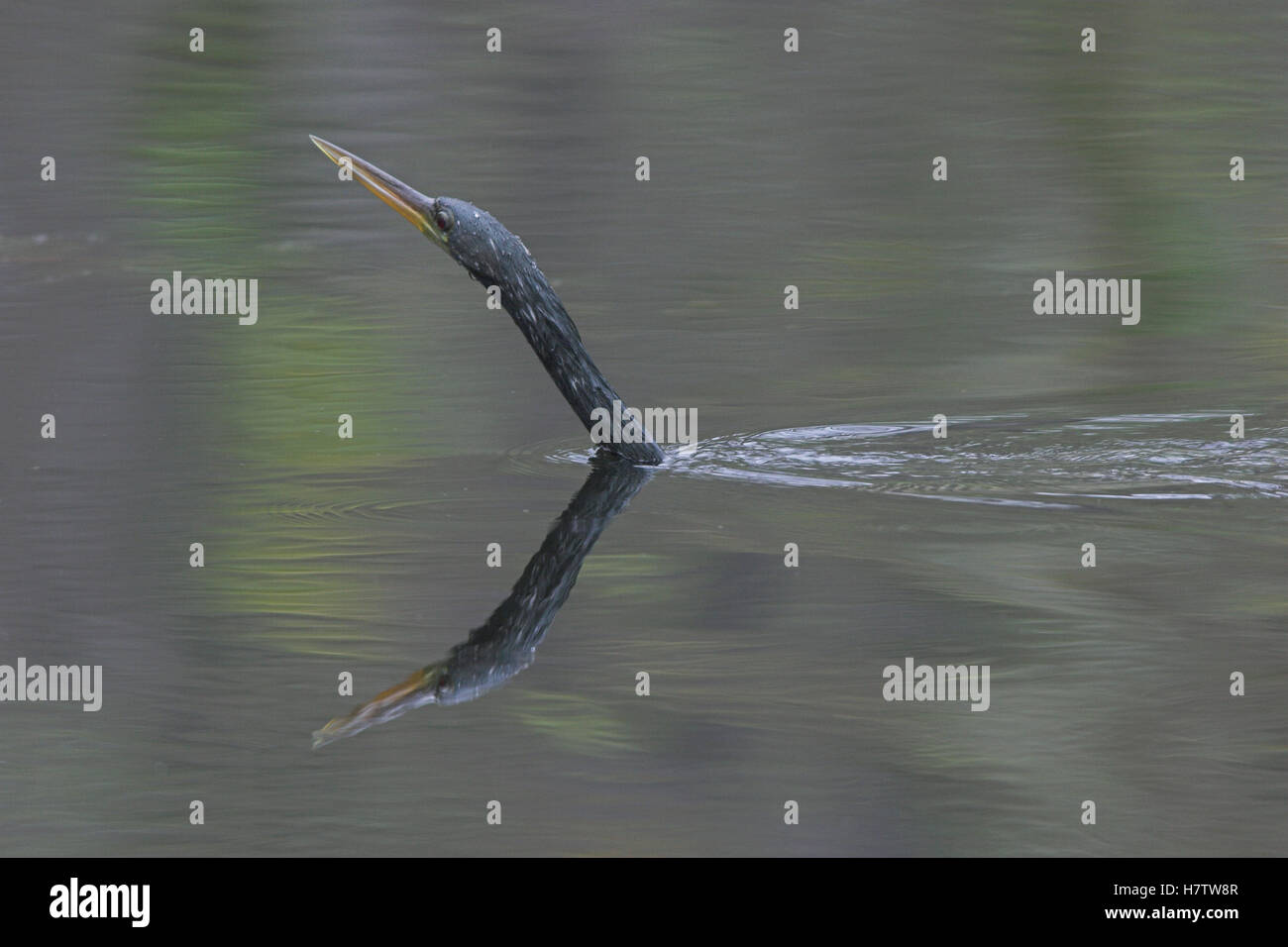 American Darter (Anhinga anhinga) swimming, Everglades National Park ...