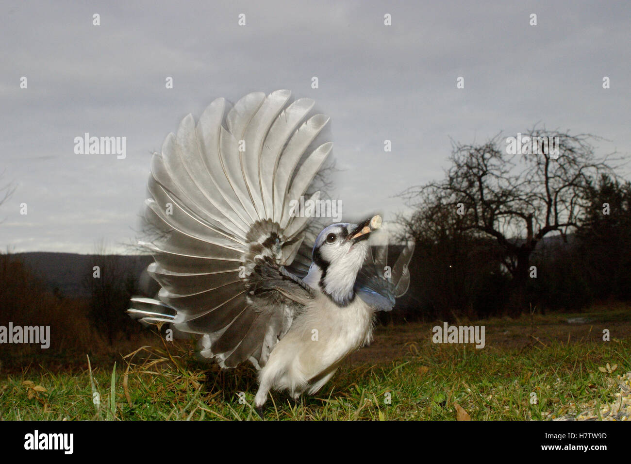 Blue Jay (Cyanocitta cristata) with nut taking off, Granville Beach ...