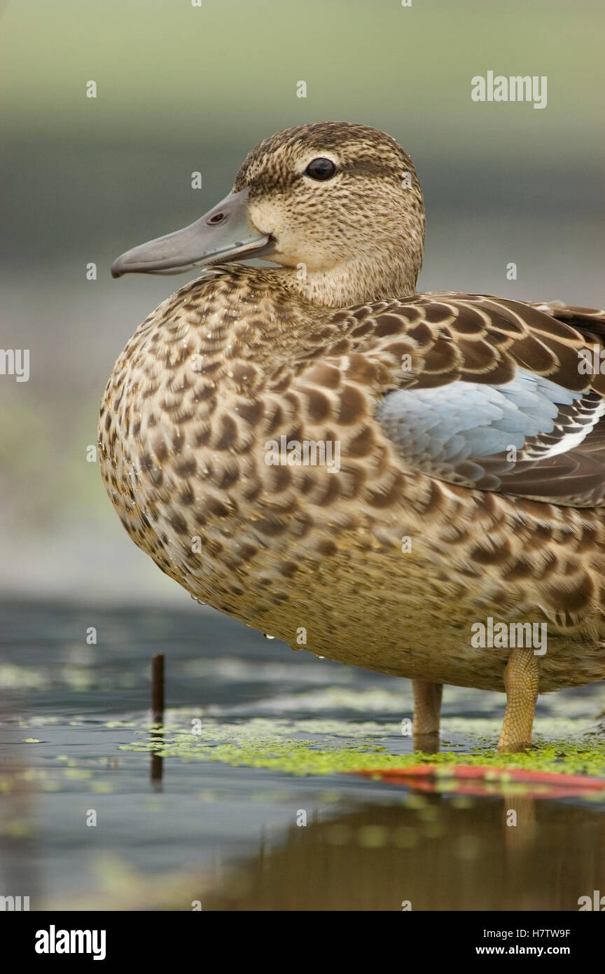 Blue-winged Teal (Anas discors) female standing in pond, Annapolis ...